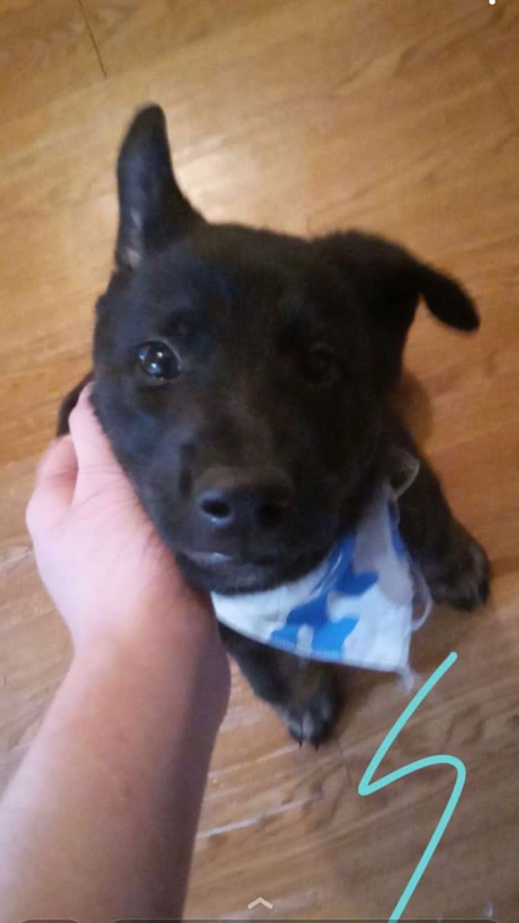 The ears | Scrolller