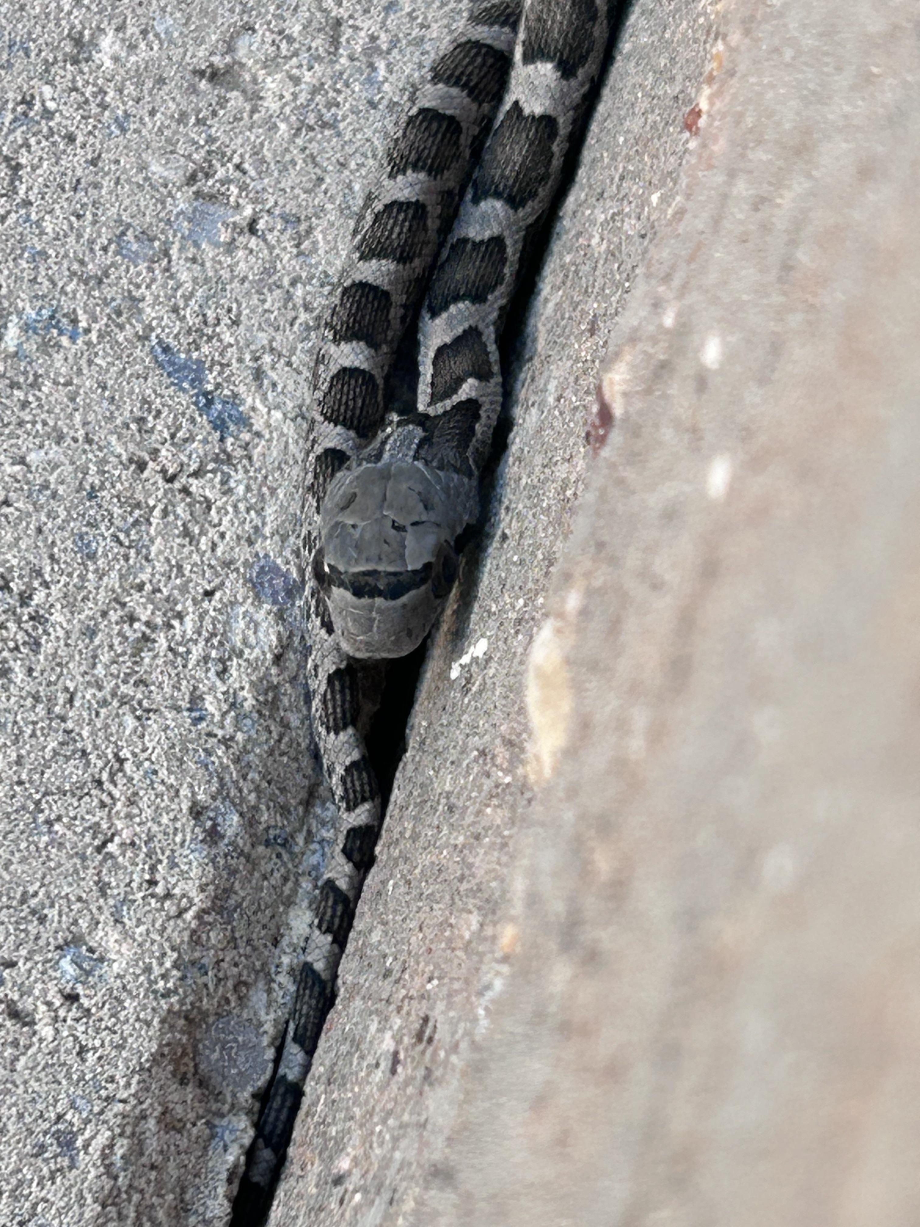 Corn snake? | Scrolller