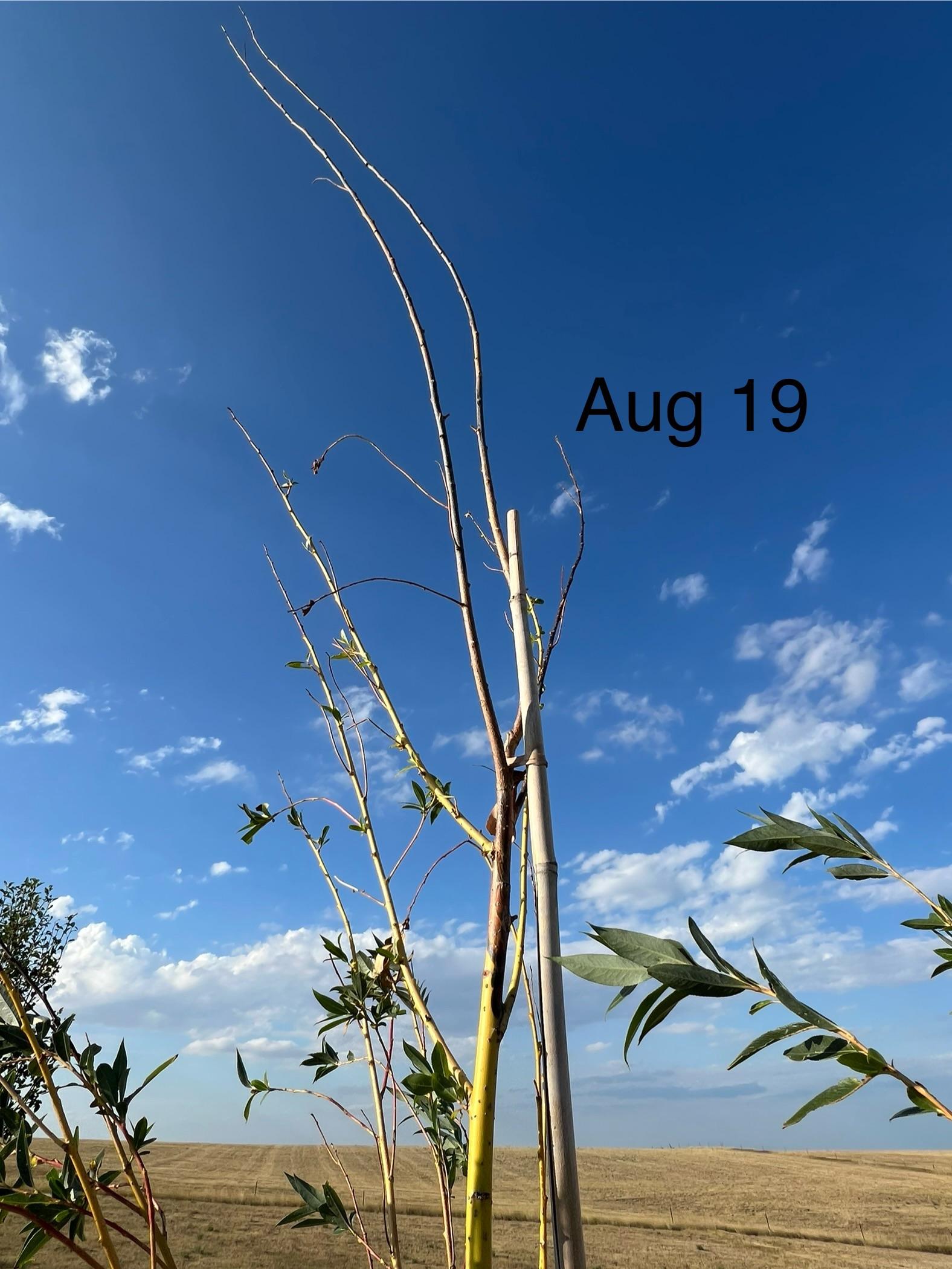 Is this Black Canker on my Willow? | Scrolller