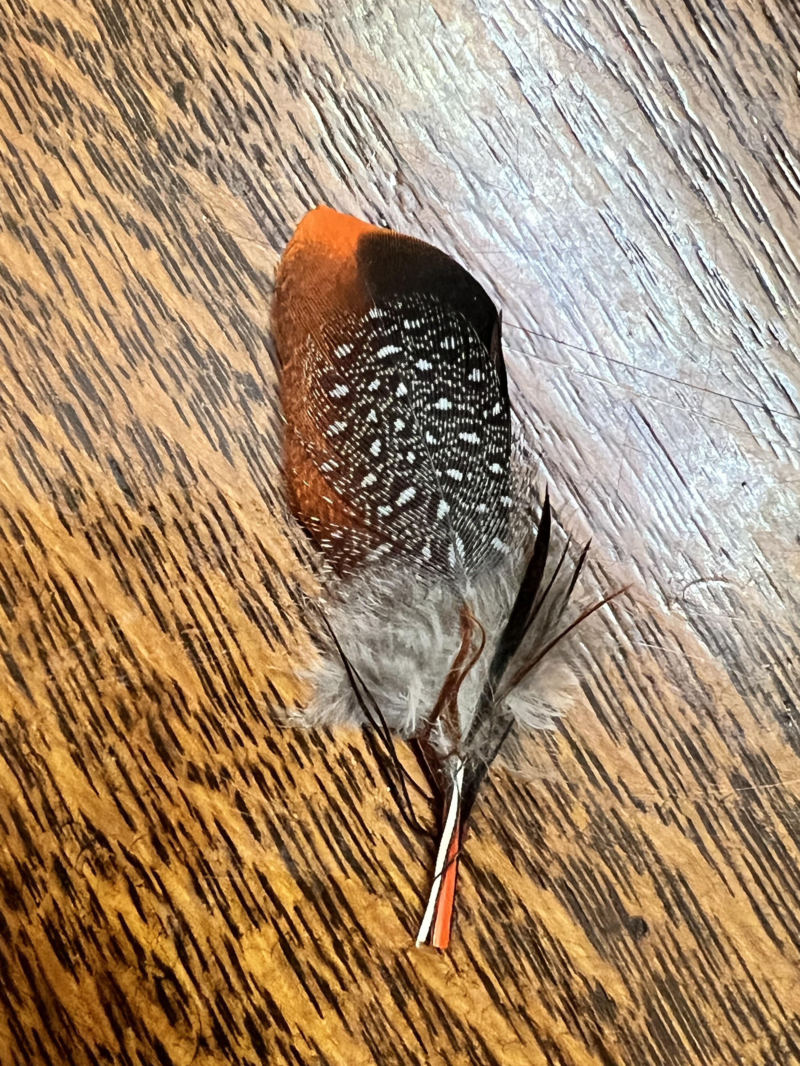 Feather Identification Request | Scrolller
