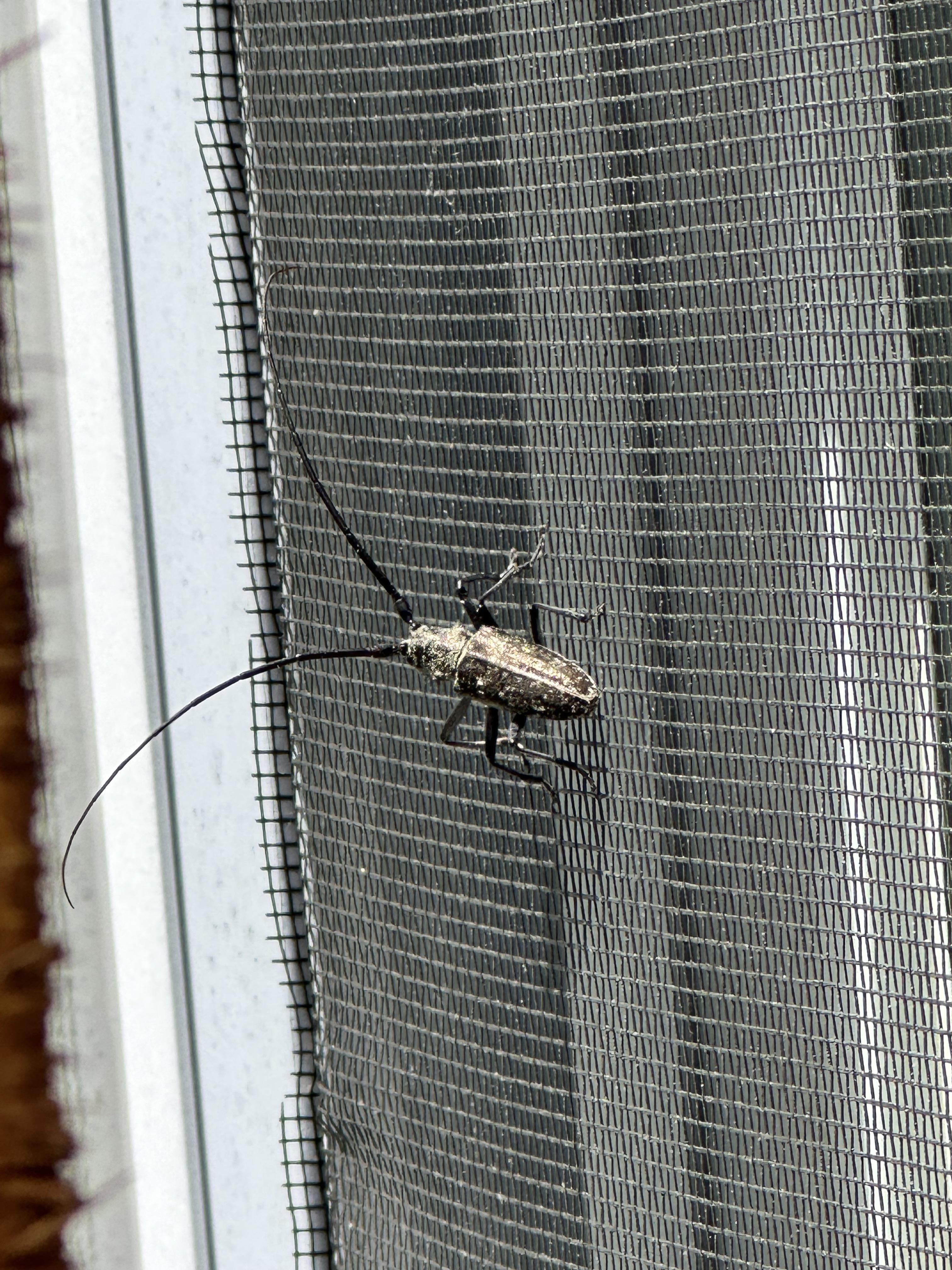 Can anybody identify this bug? My father believes it’s an Asian Long horn beetle. | Scrolller