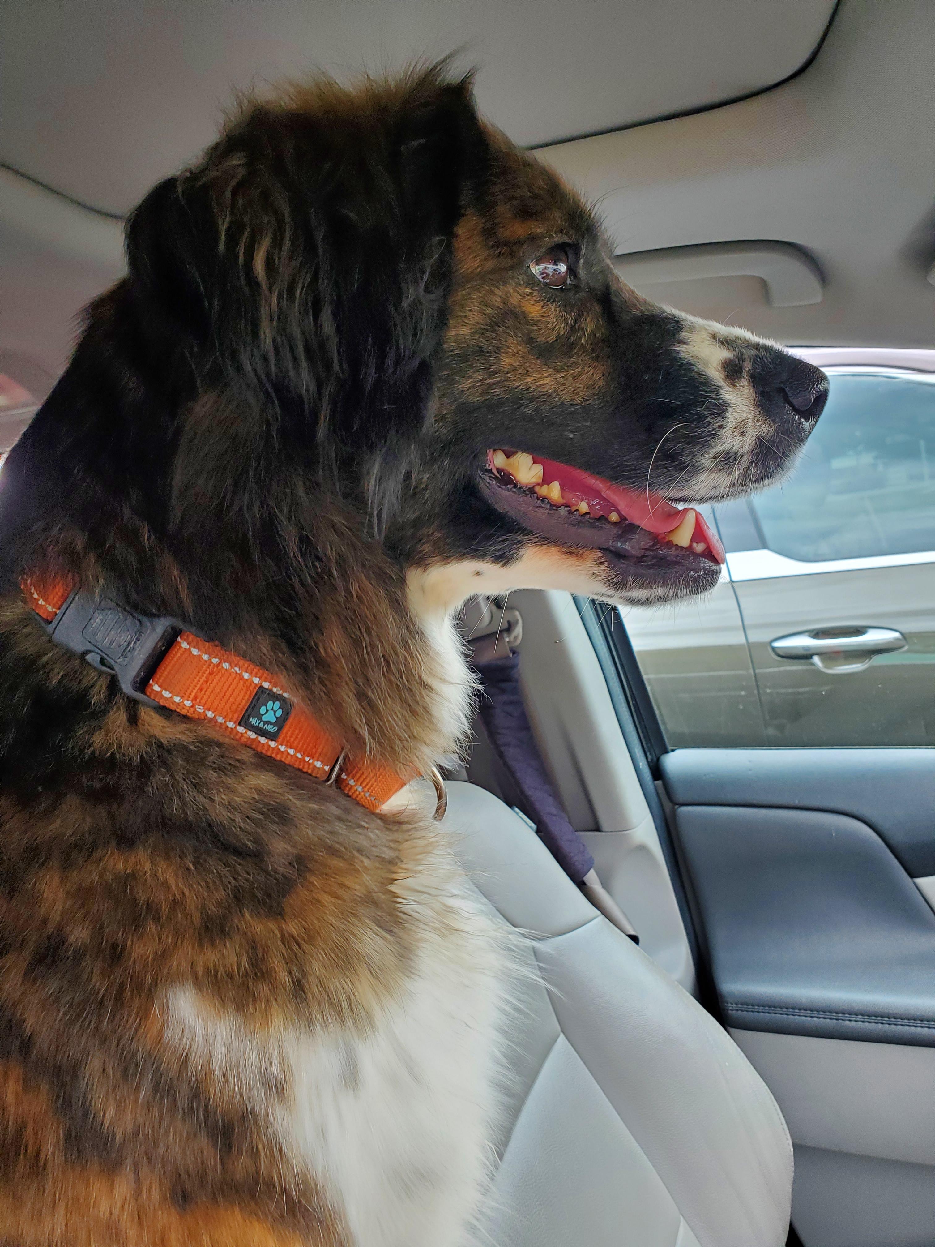 After almost 10 years without a dog we just adopted this angel | Scrolller