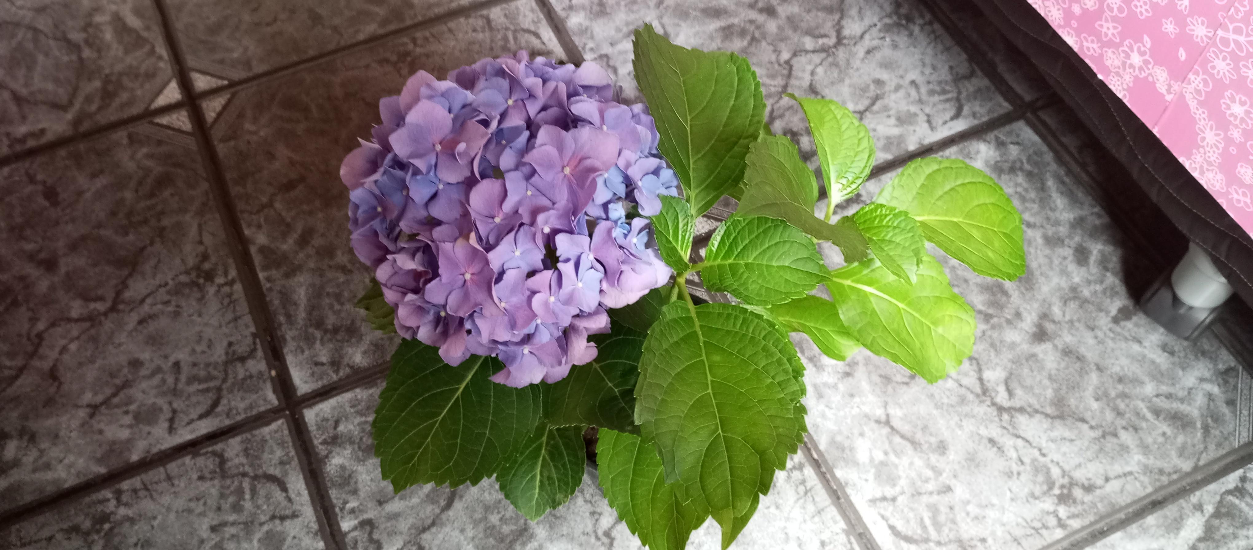 HELP! Why are my hydrangeas dying? | Scrolller
