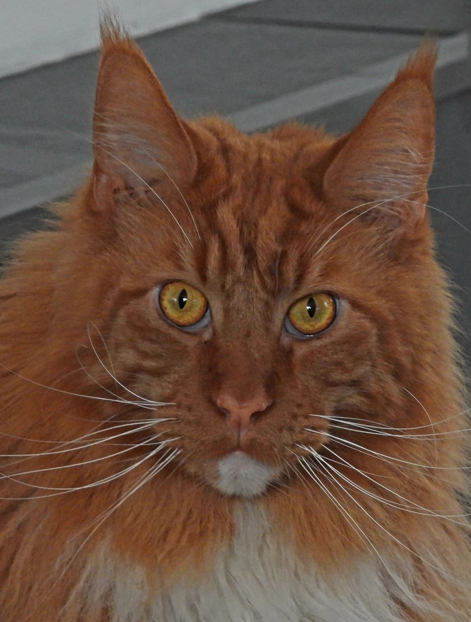 The two sides of Zuko | Scrolller