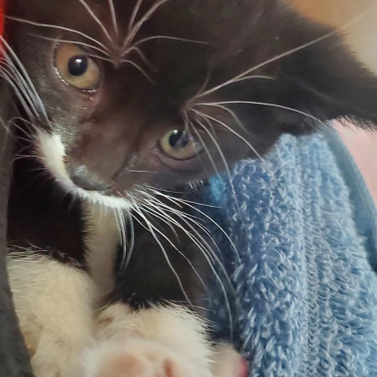 Had to share my foster babies (oc) | Scrolller