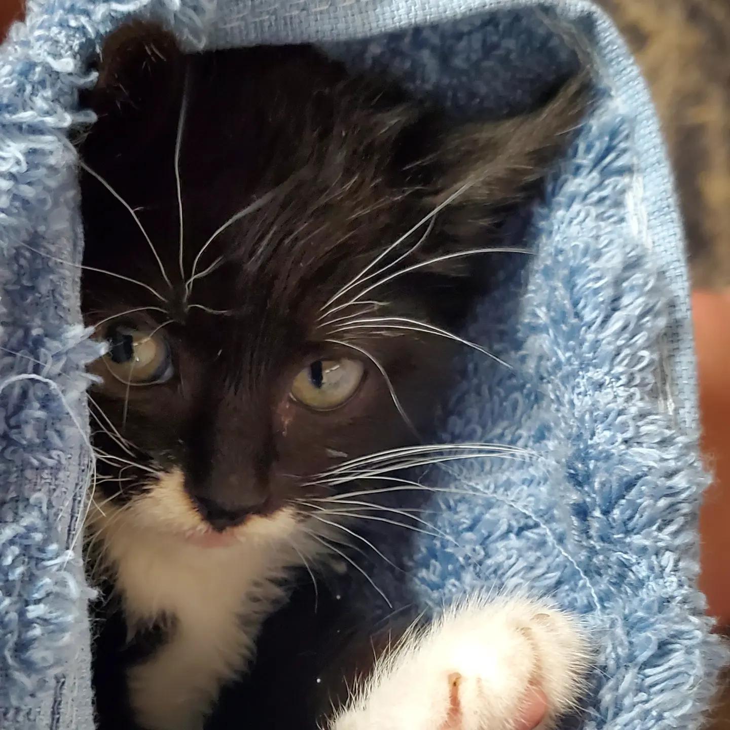 Had to share my foster babies (oc) | Scrolller