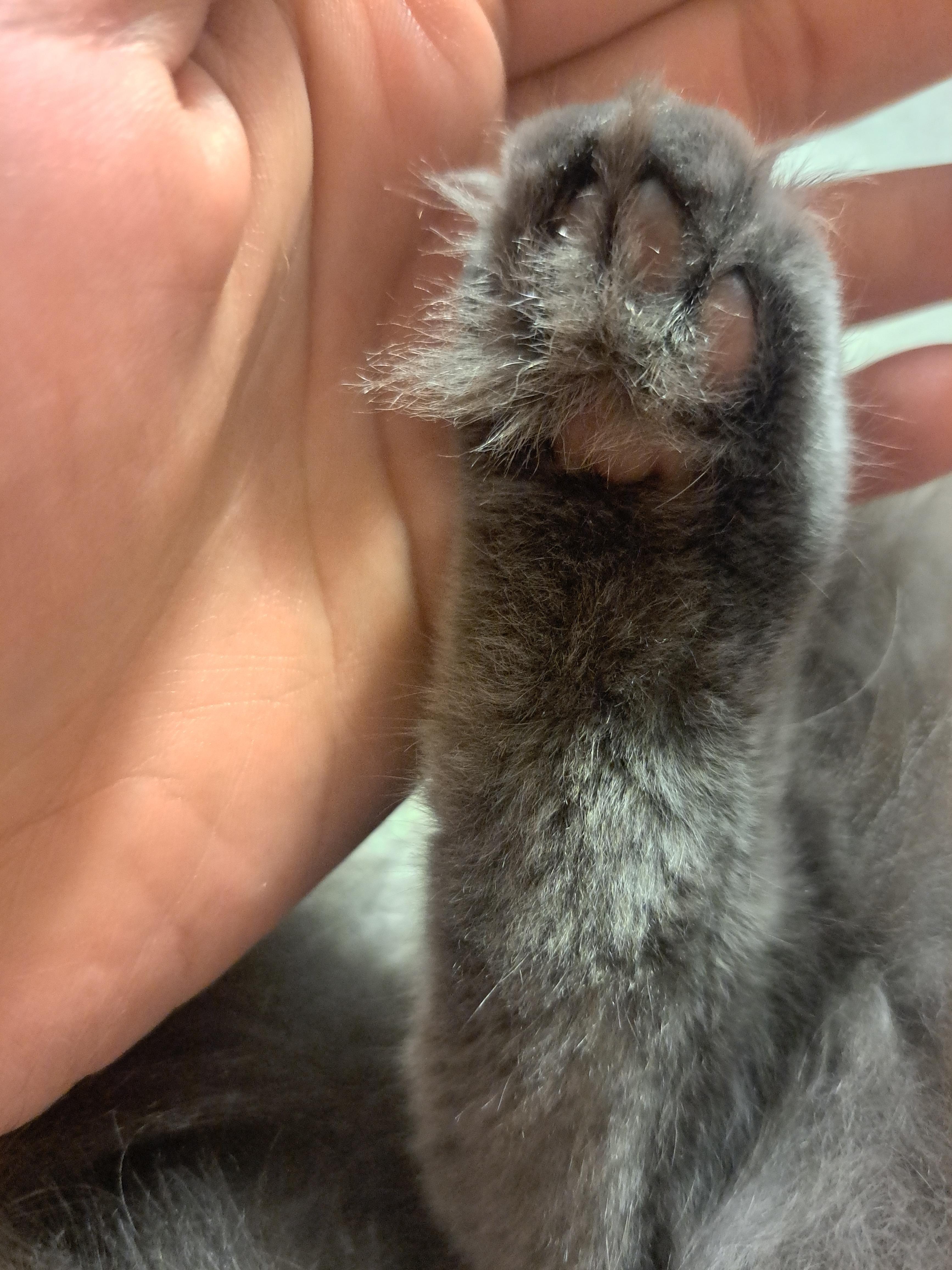 Toe Feathers appreciation post. (And quick question) | Scrolller