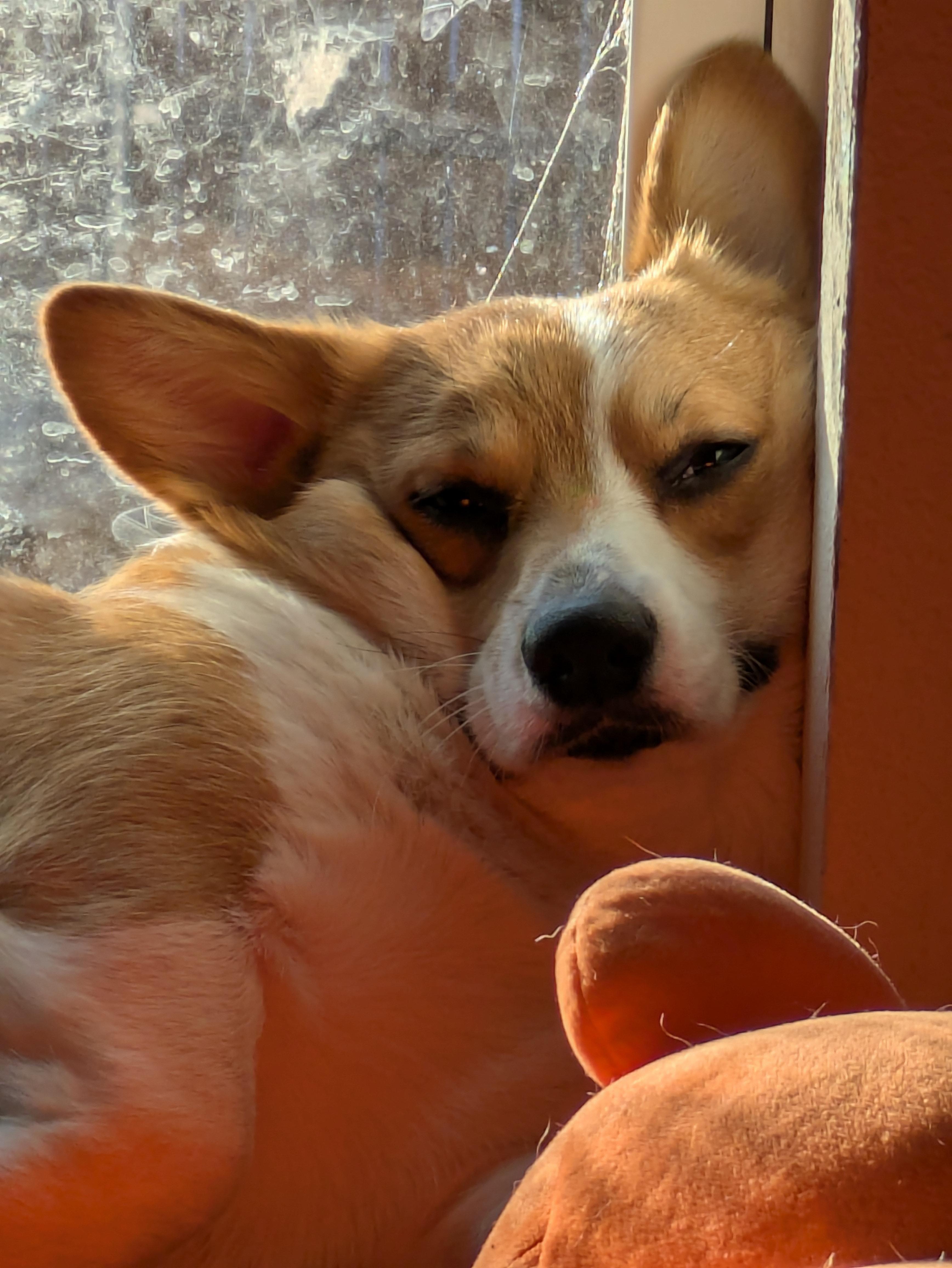 Window sill naps | Scrolller