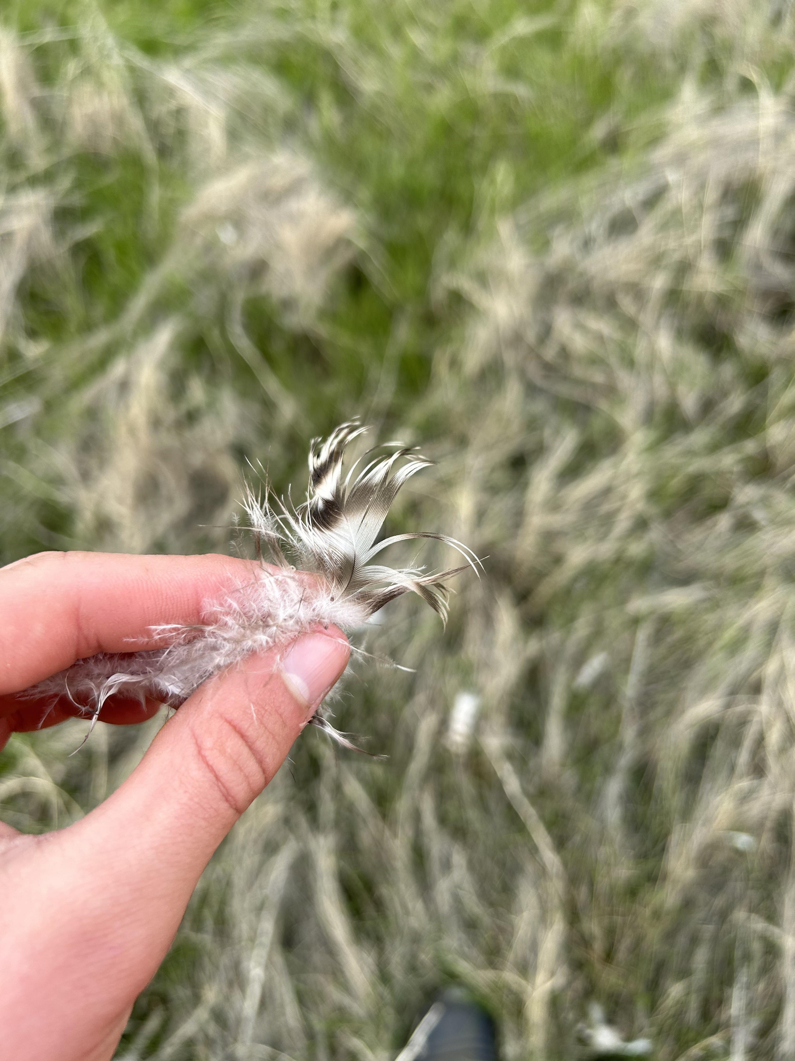 Feather id (Plymouth ma) | Scrolller