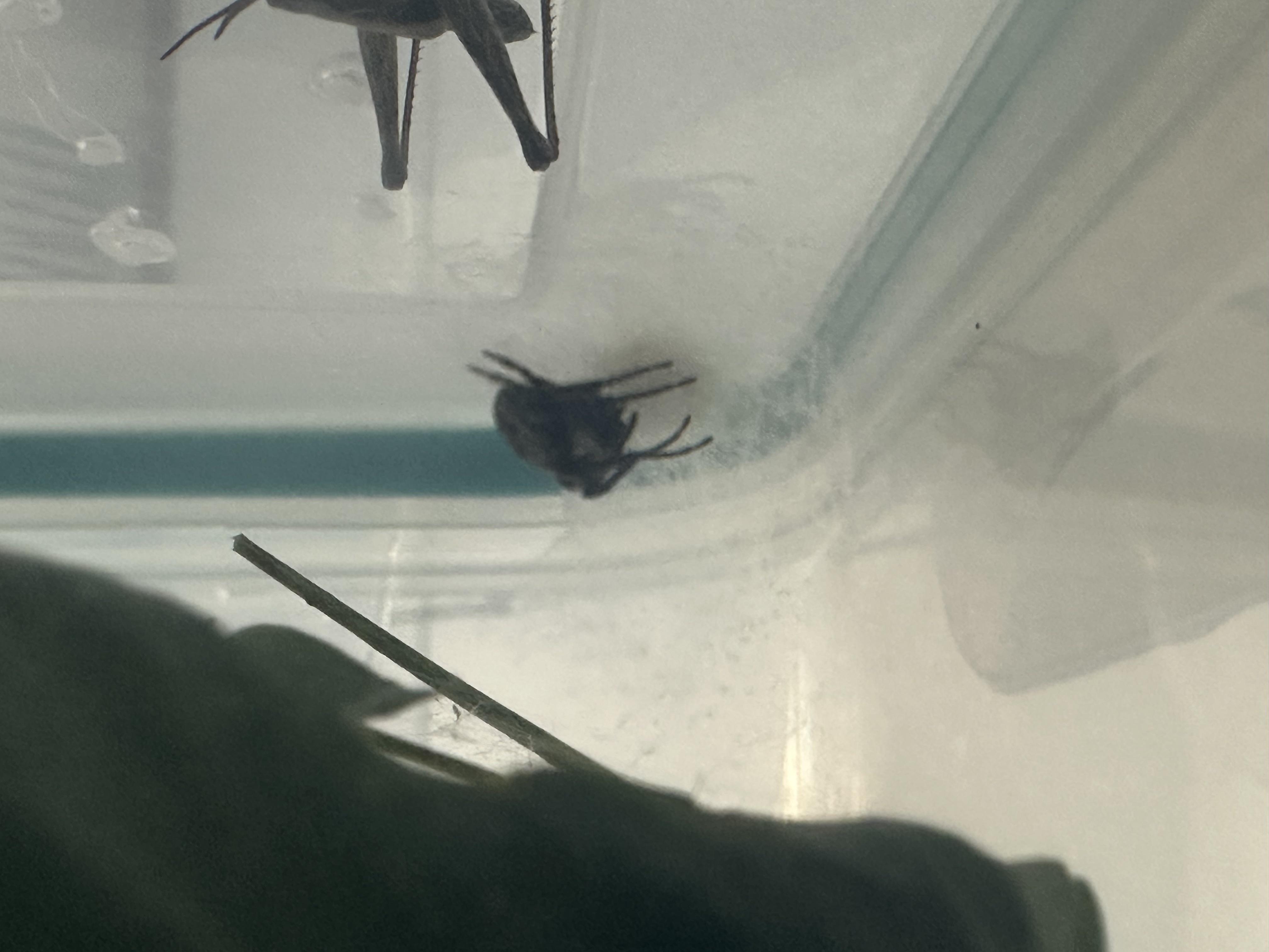 House spider | Scrolller