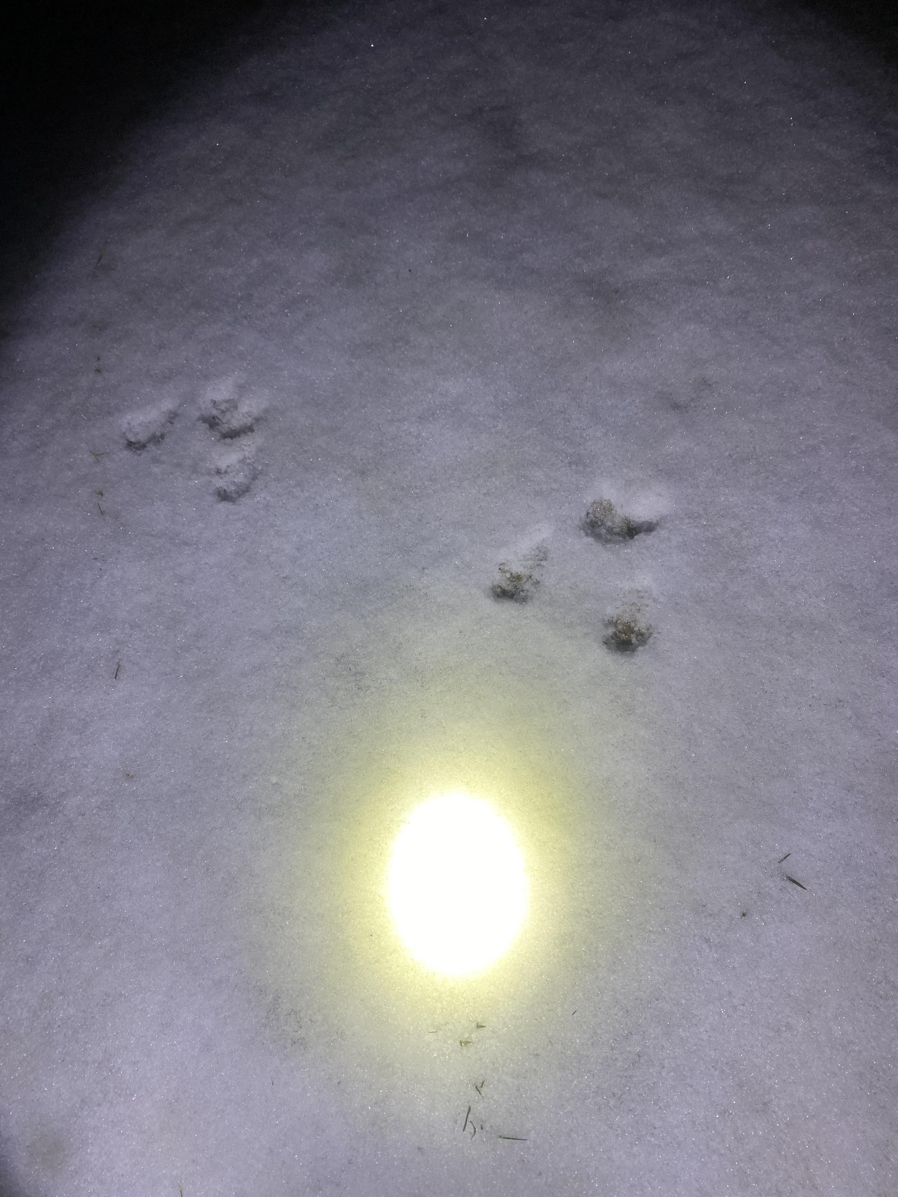 Track Identification | Scrolller