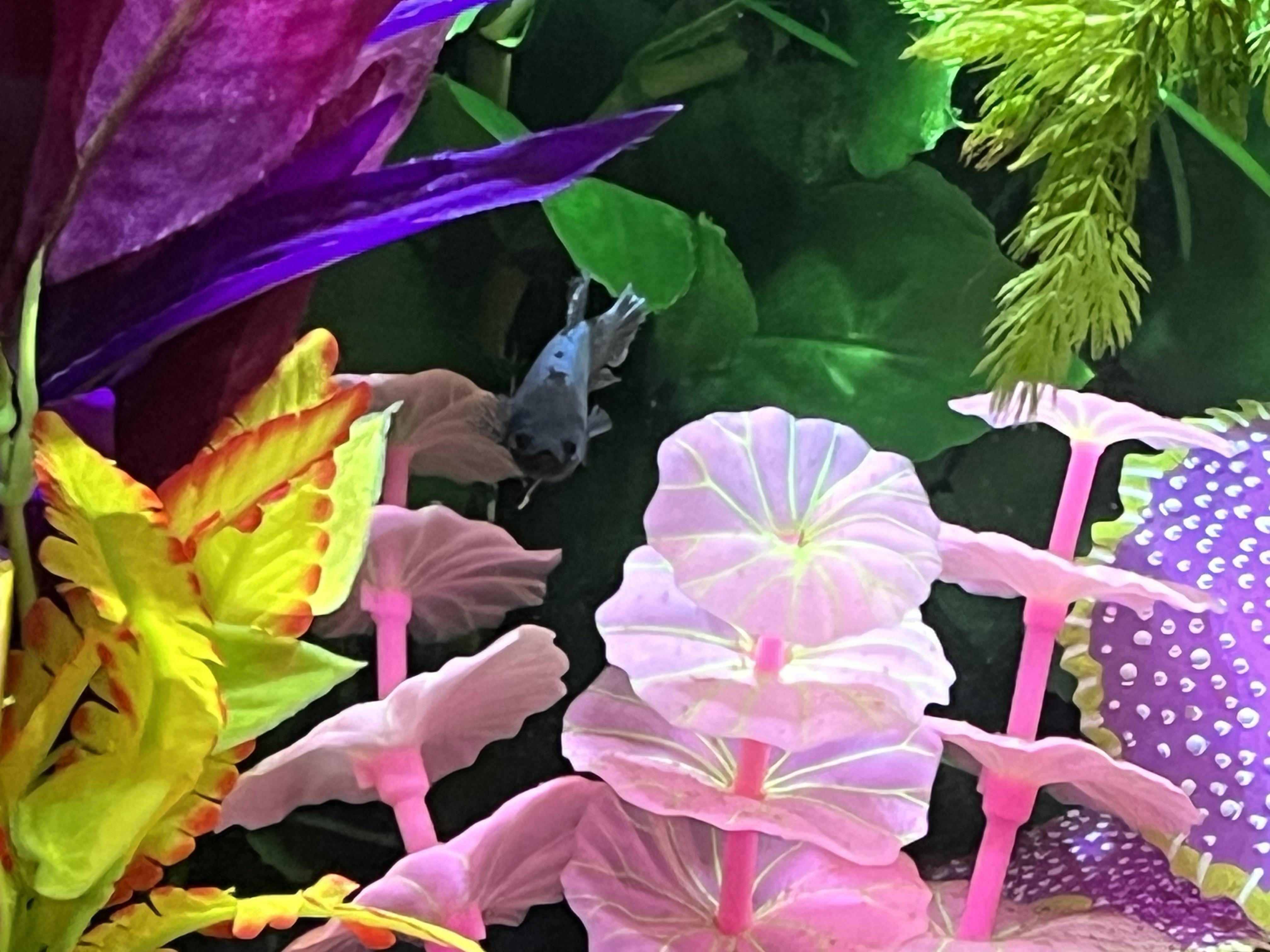 Happy 1 year gotcha day to my little Rogue! 🥳 | Scrolller