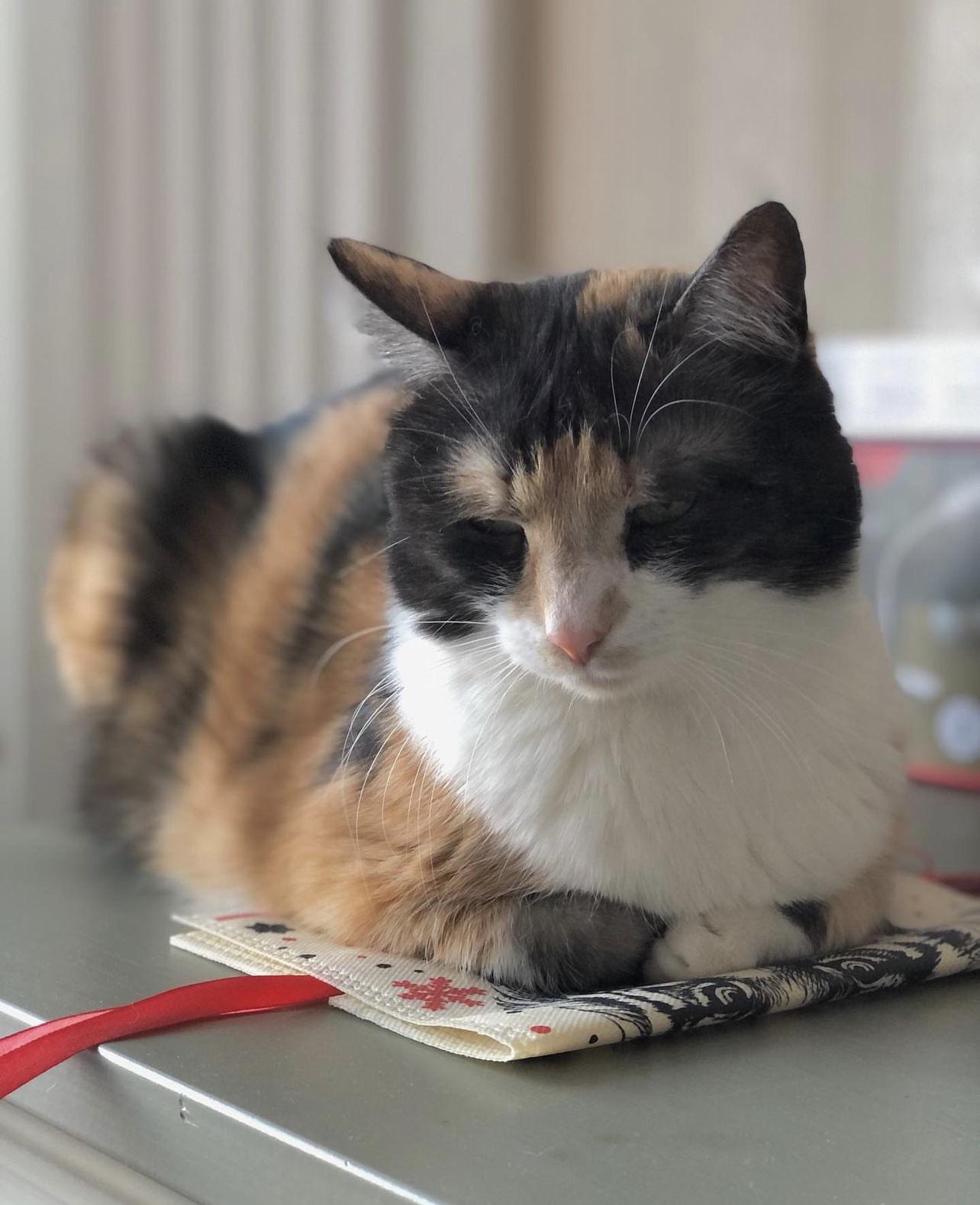 Loafing on a tiger | Scrolller