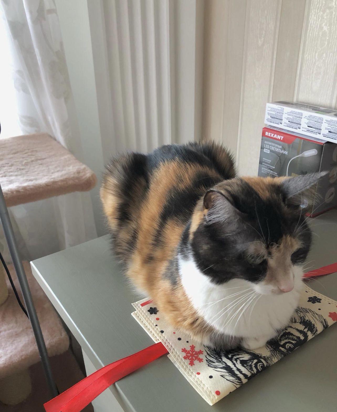 Loafing on a tiger | Scrolller