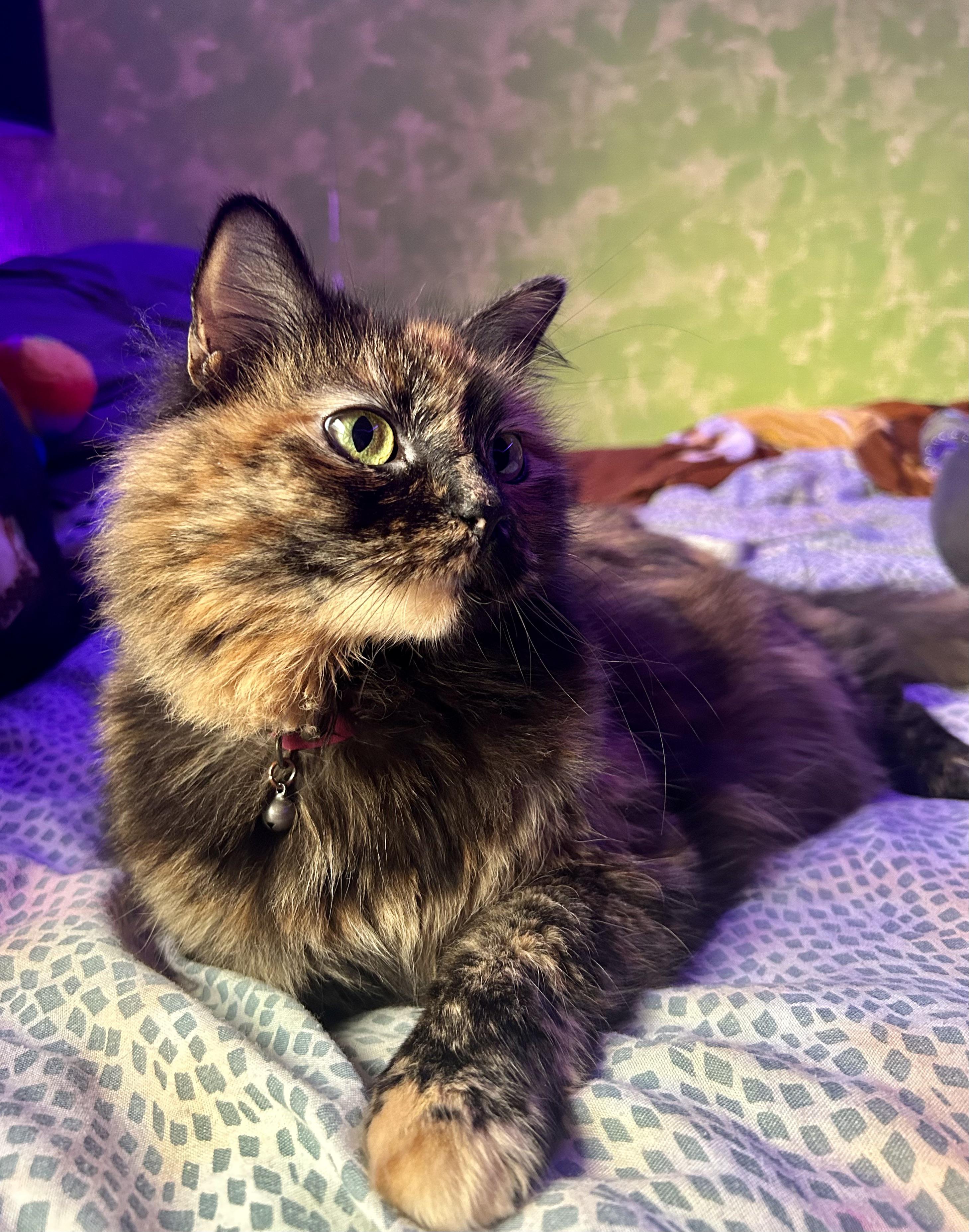 Mabel Anne 5 Year Old Supermodel Scrolller