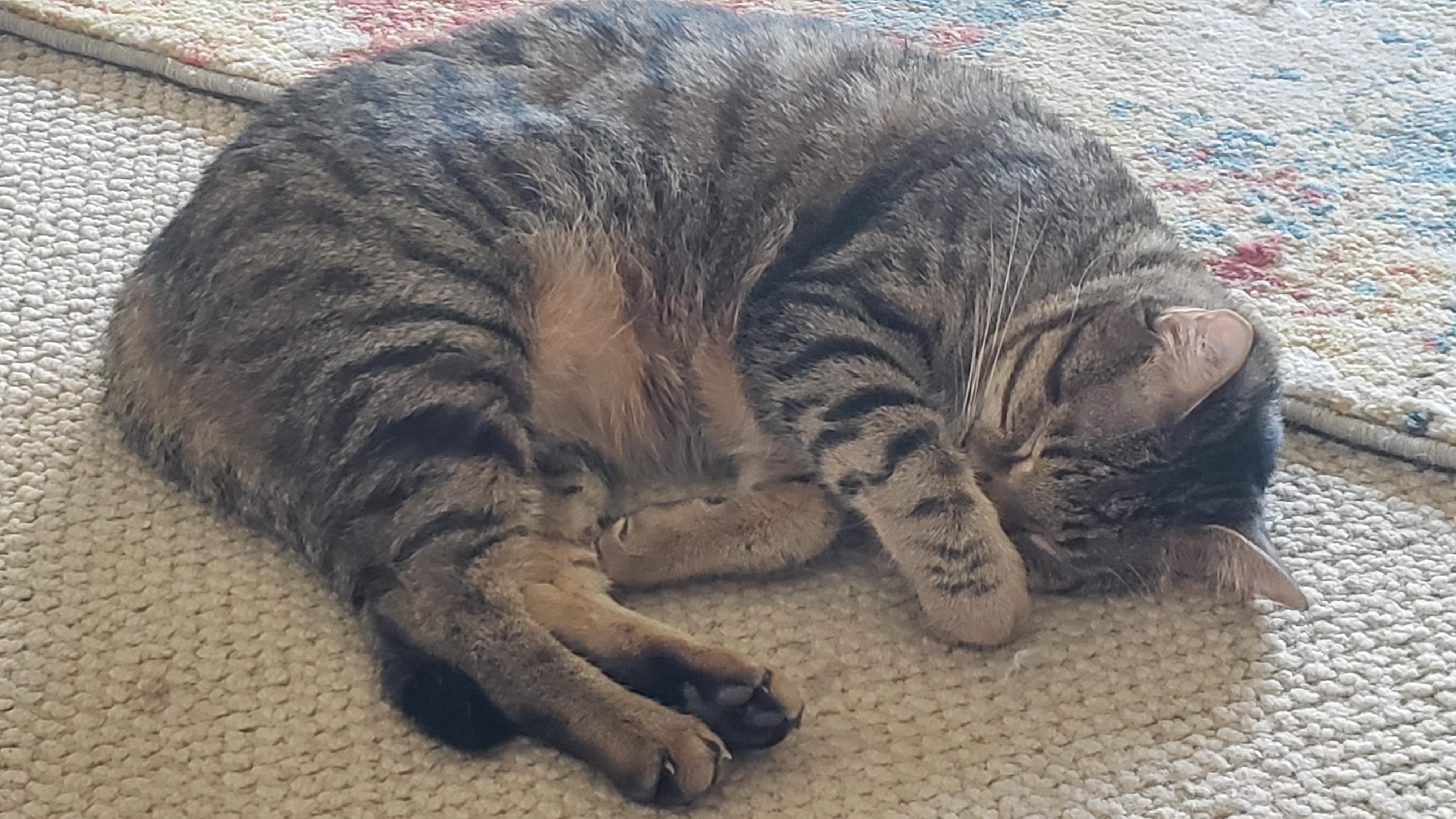 Here's Apollo | Scrolller