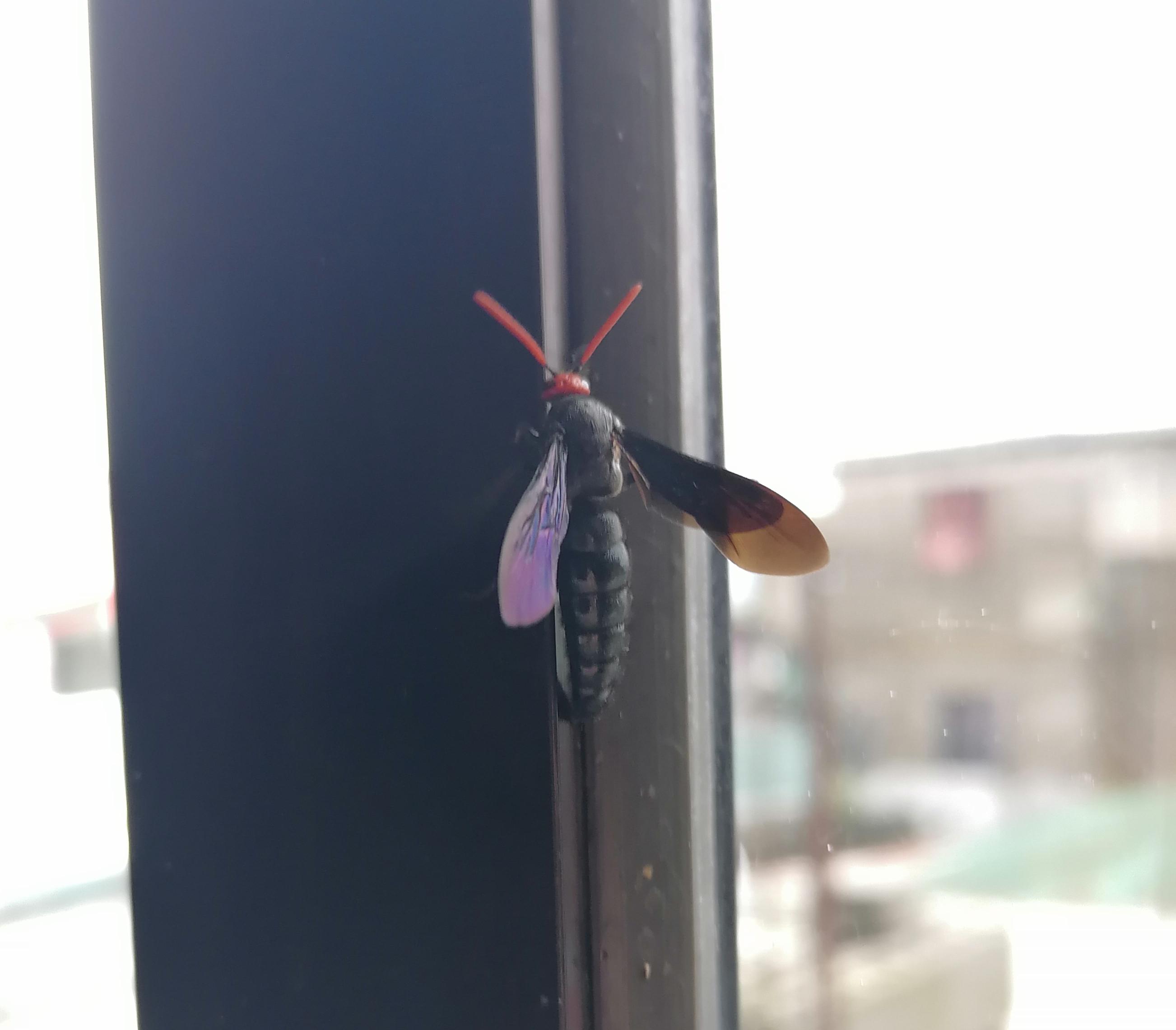 What insect is this? Is it a wasp? | Scrolller