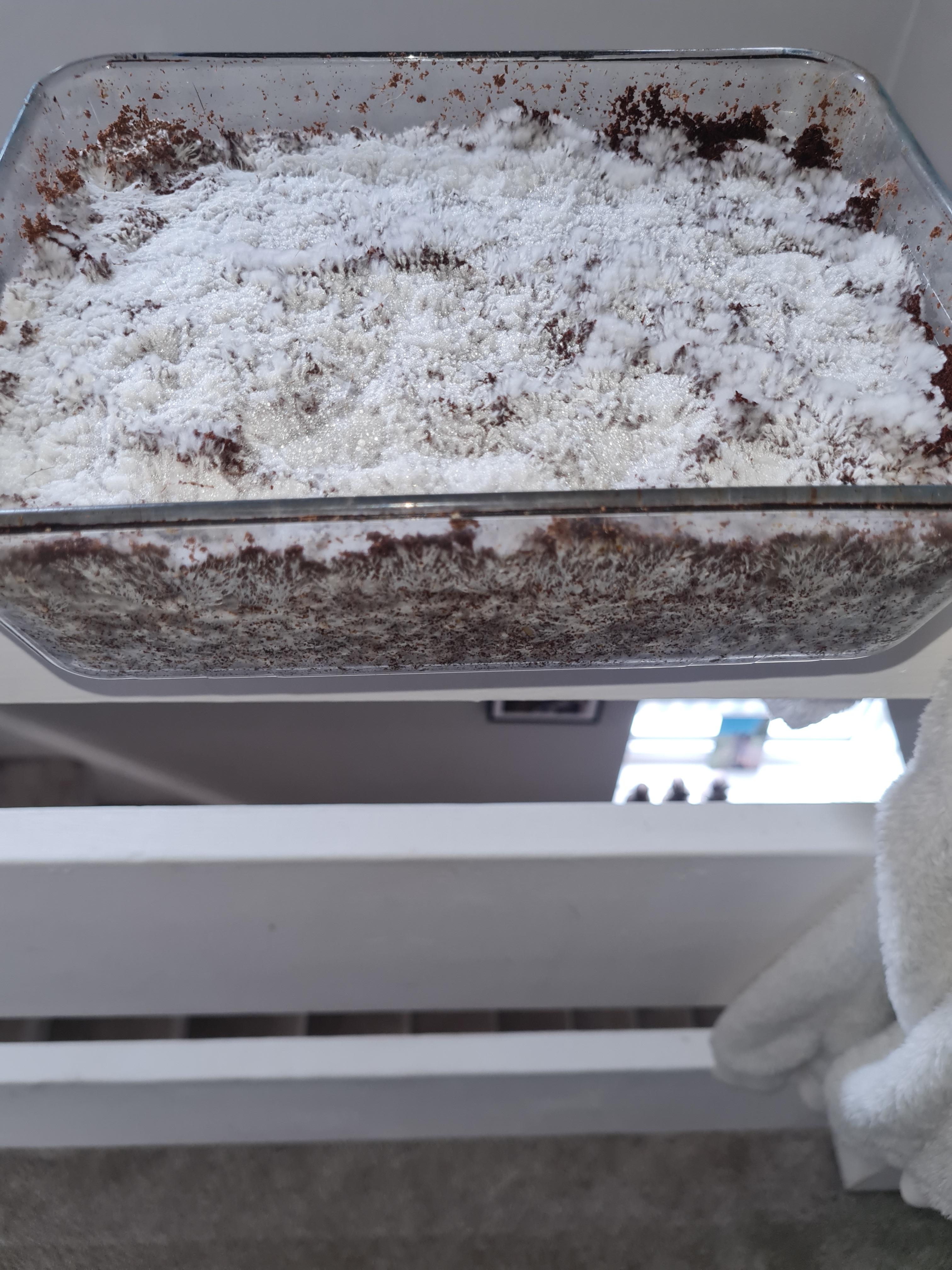 2nd grow. 1st was jmf. These are pe6. 3 different ways. Big tub, smaller tub, pyrex in grocery ...