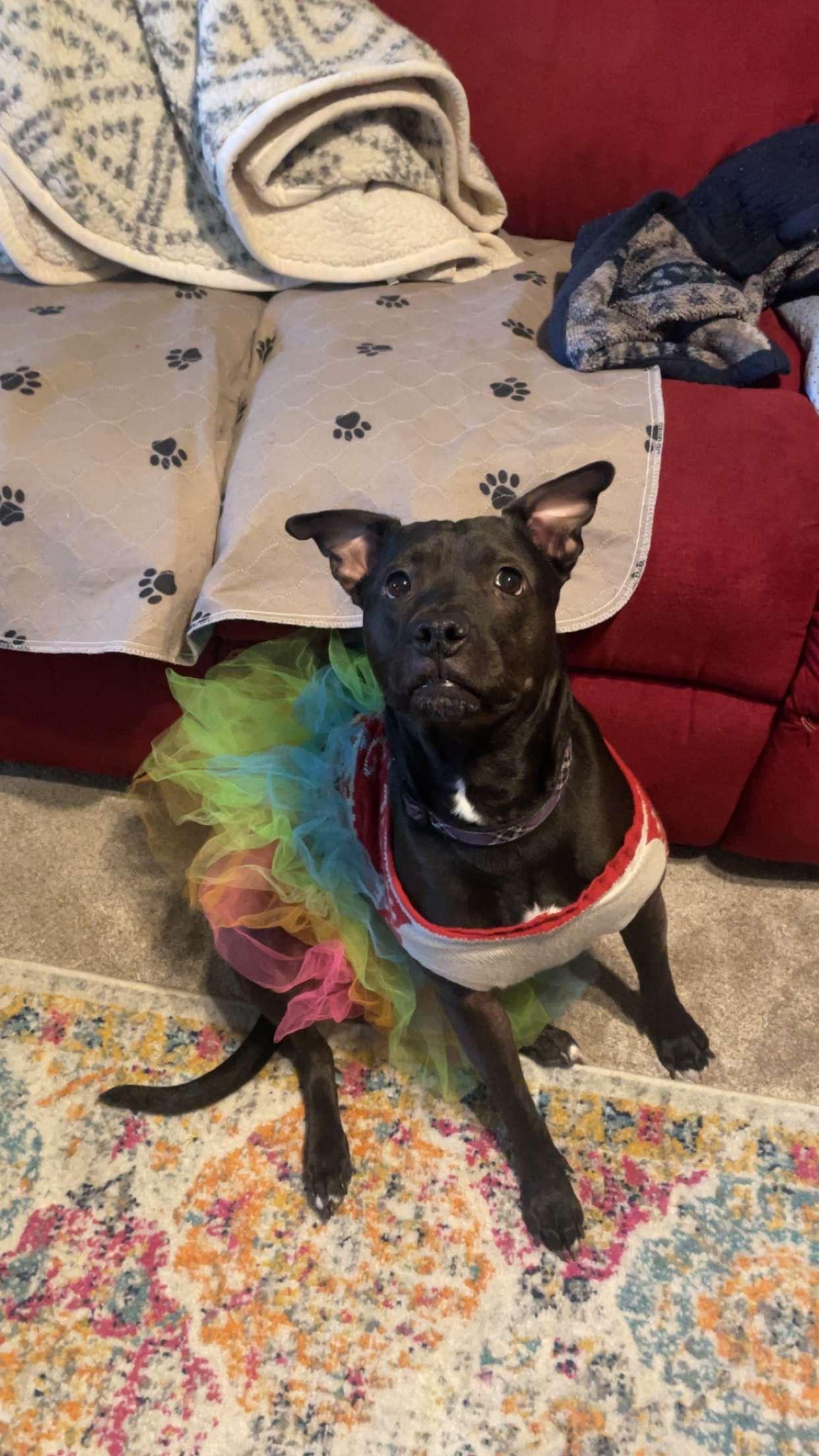 Meet Ruby! | Scrolller