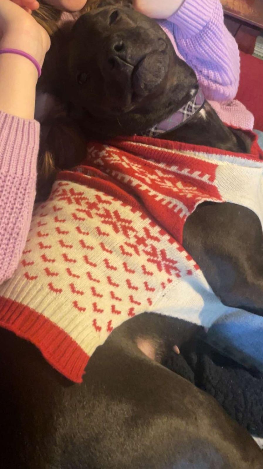 Meet Ruby! | Scrolller