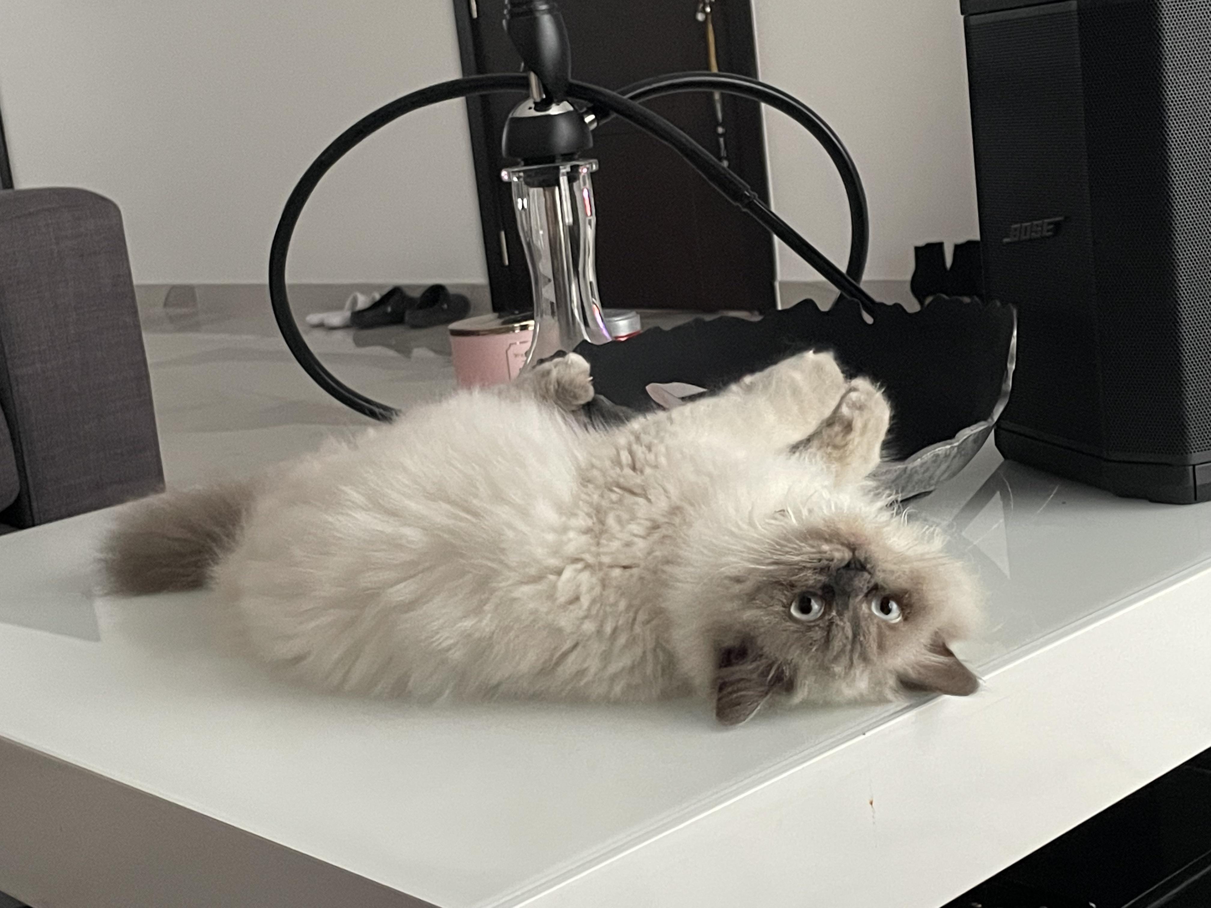 Silly Floof | Scrolller