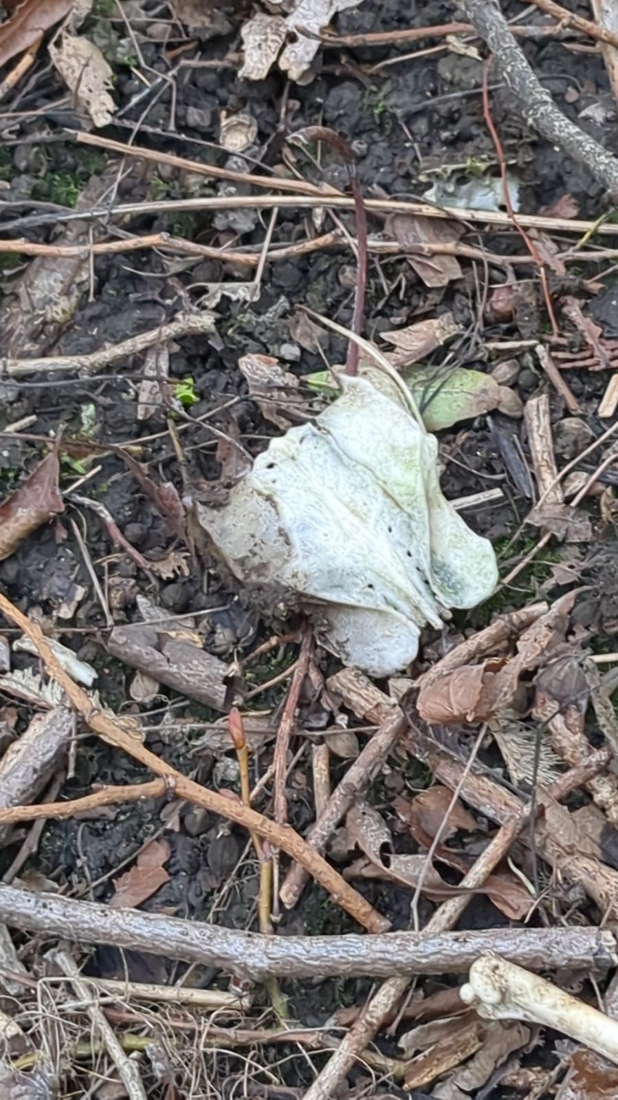 Again whose bones are these? | Scrolller