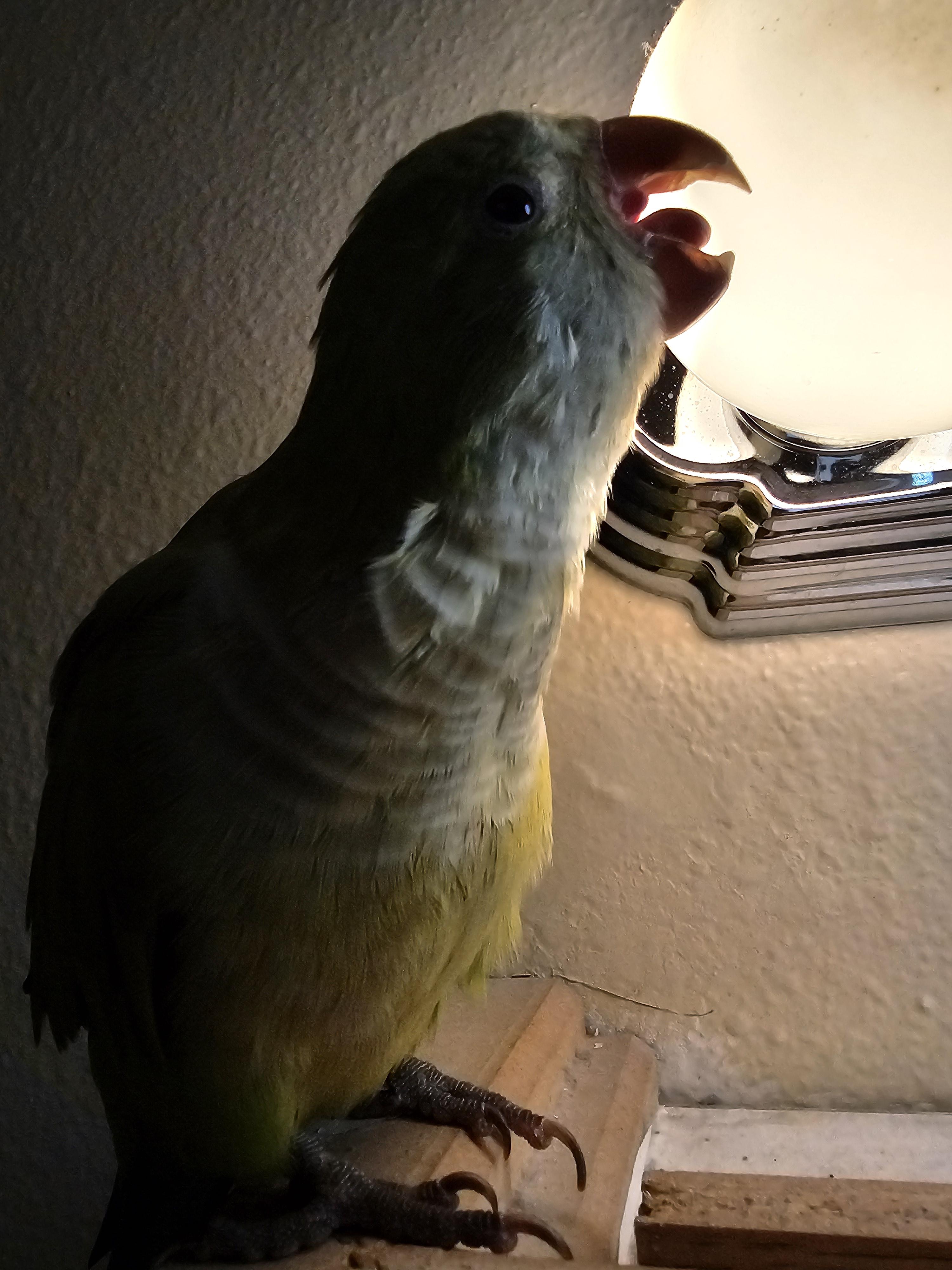 💚 Comet | Scrolller