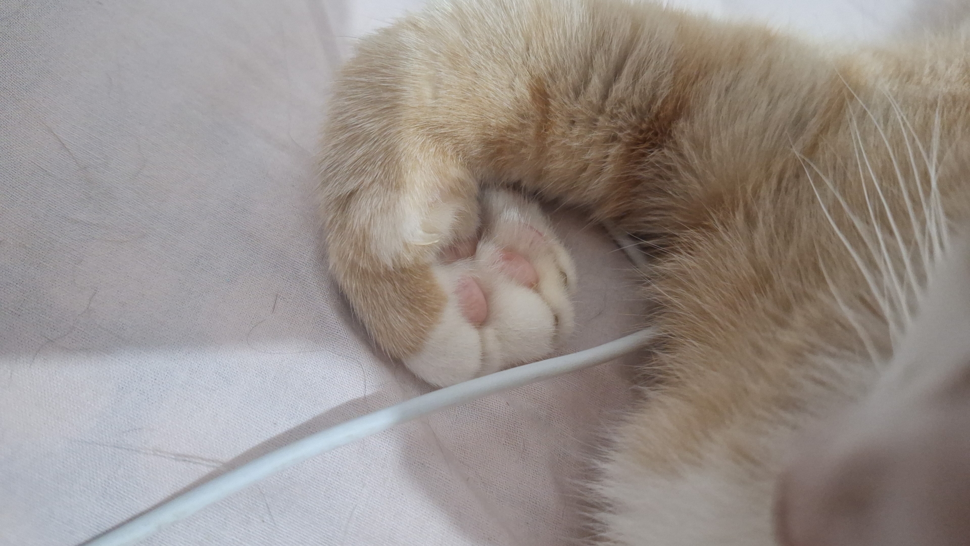 I took a pic of his paw | Scrolller