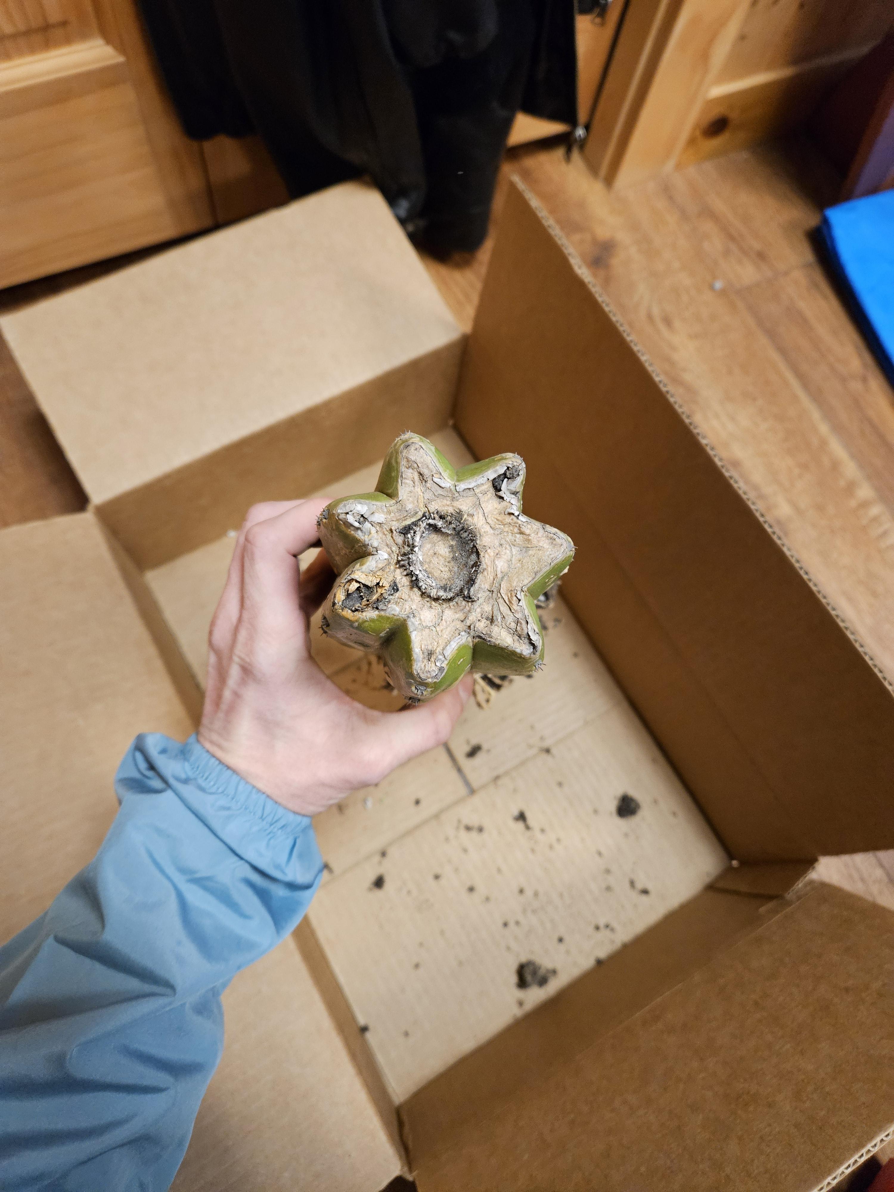 Rooted PC Stump - $10 + shipping | Scrolller