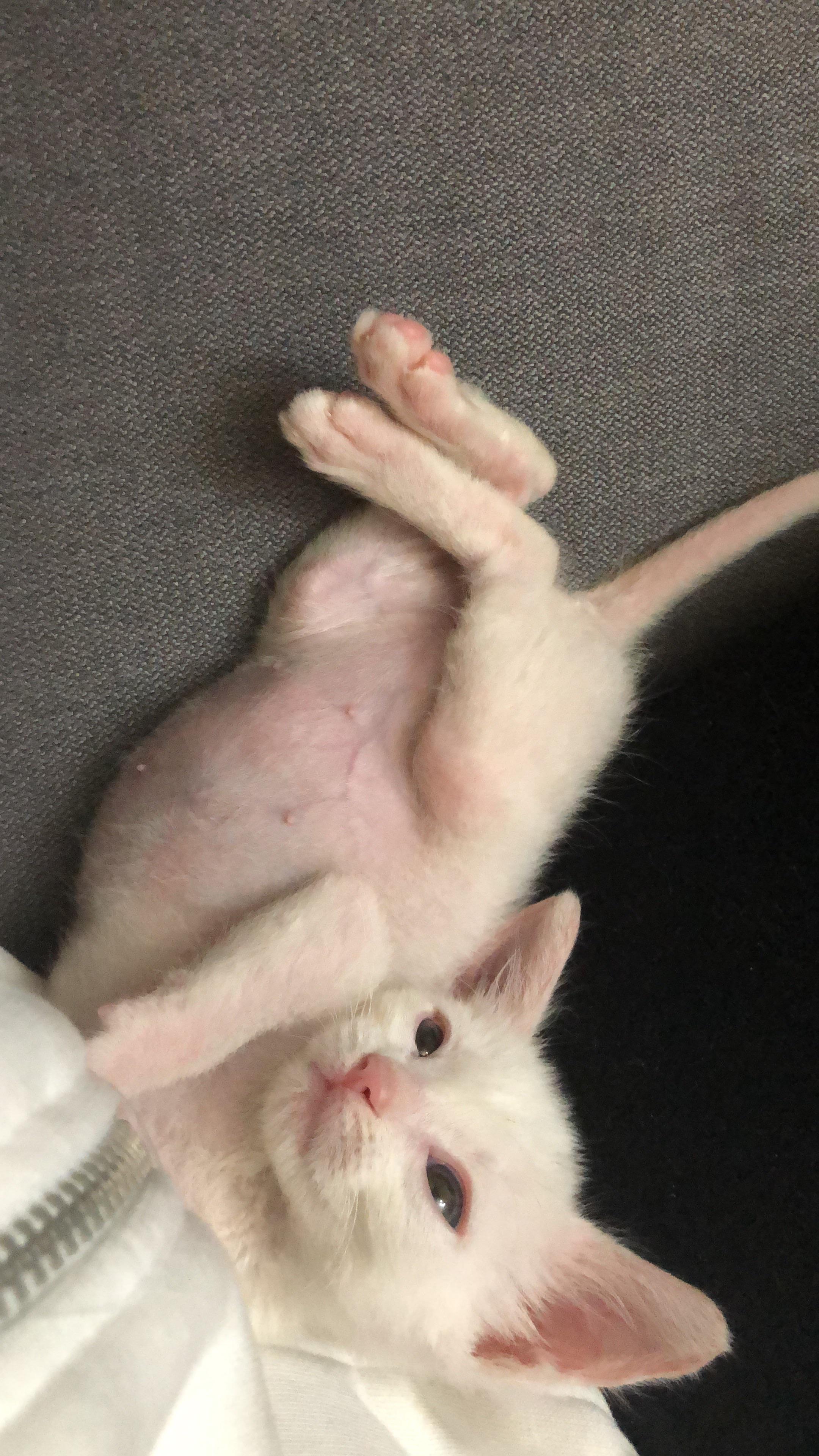 Why is he so tiny?! | Scrolller