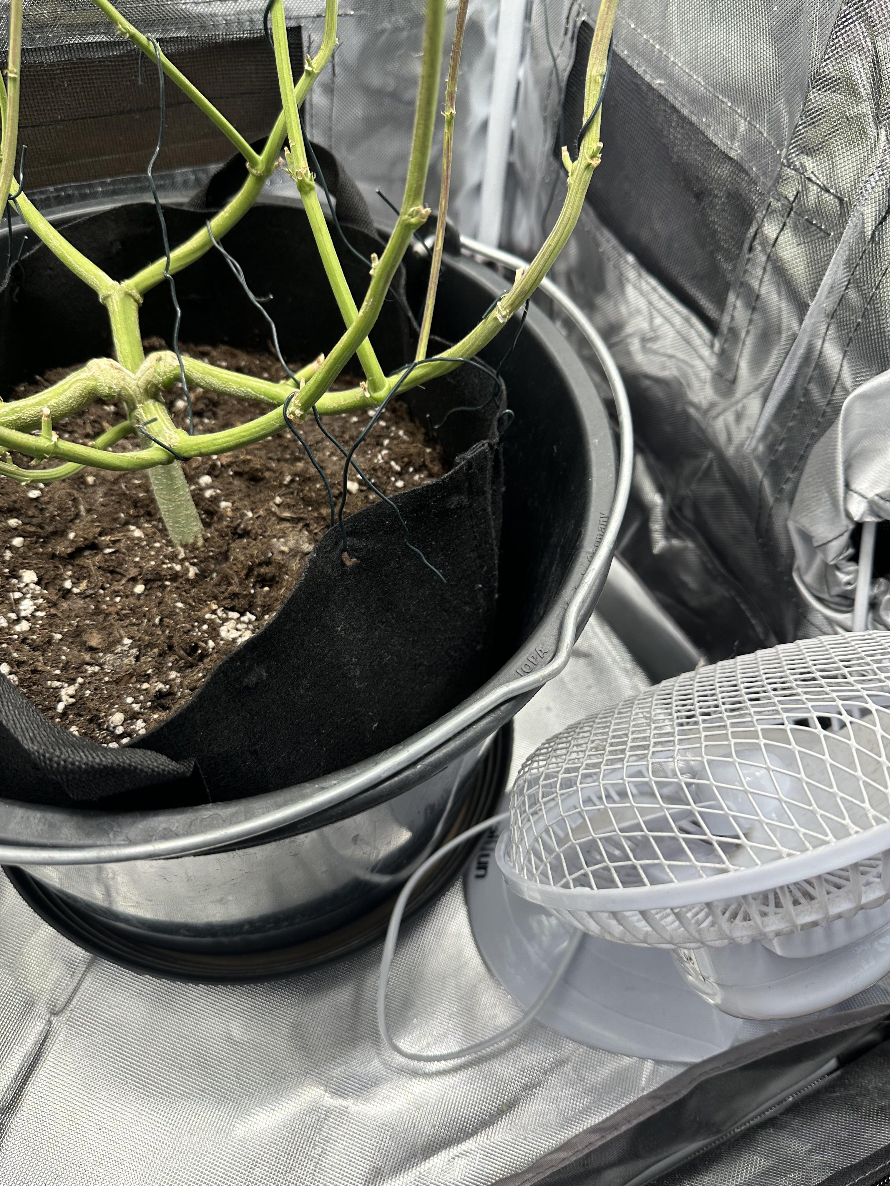 Bottom watering issues | Scrolller