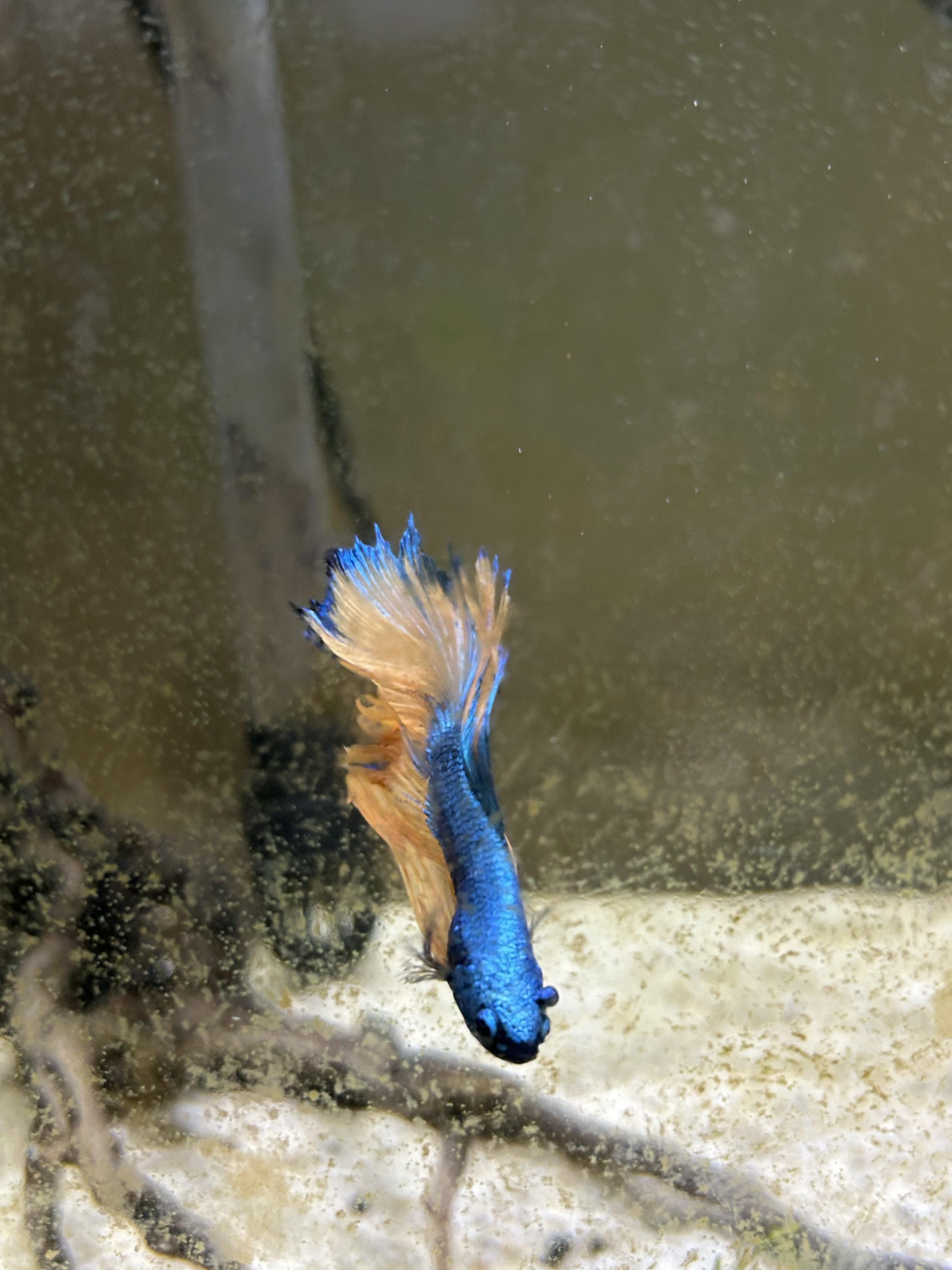 Small lump on betta | Scrolller