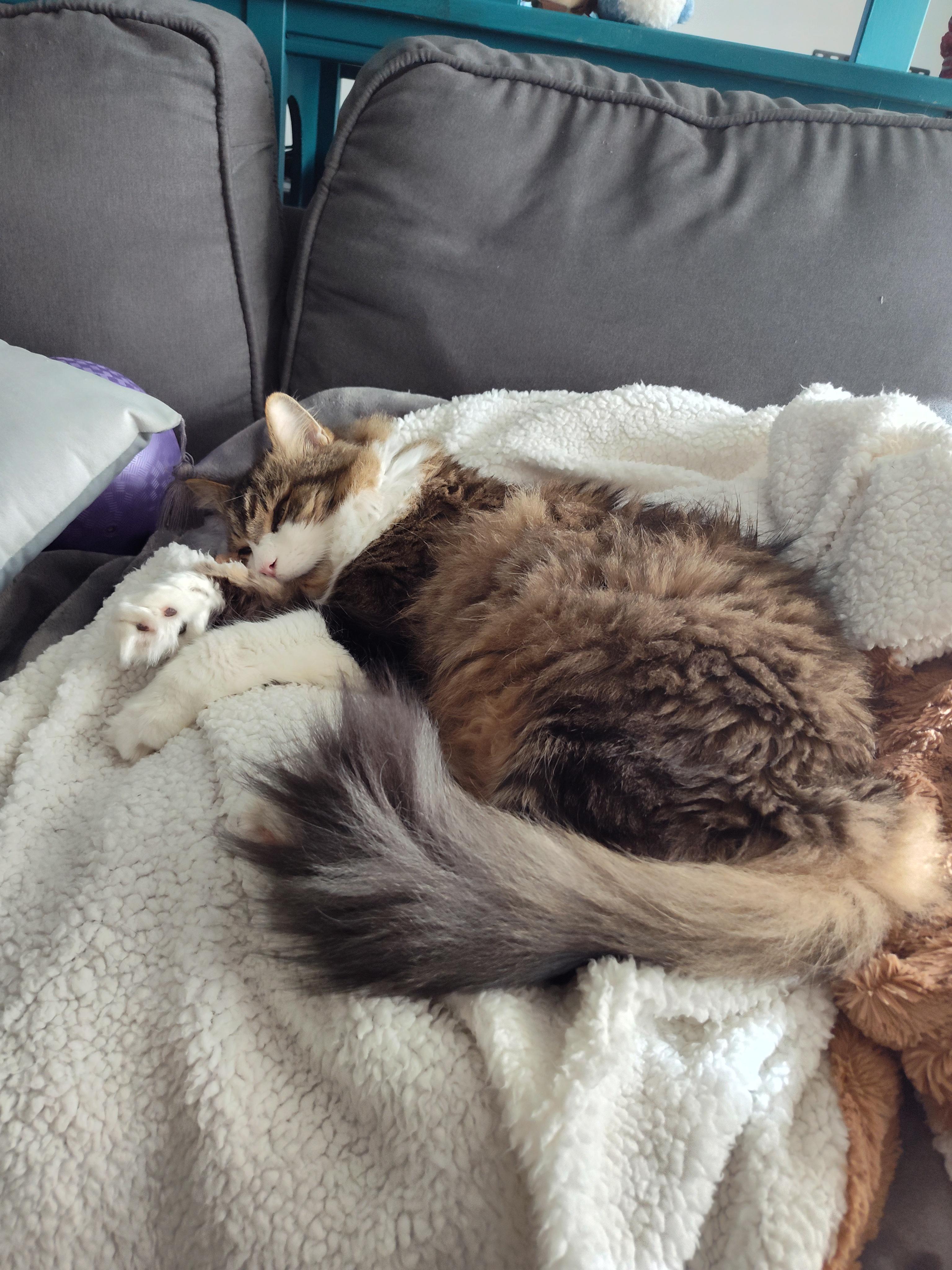 Dilly has stolen the teddy bear blanket. | Scrolller