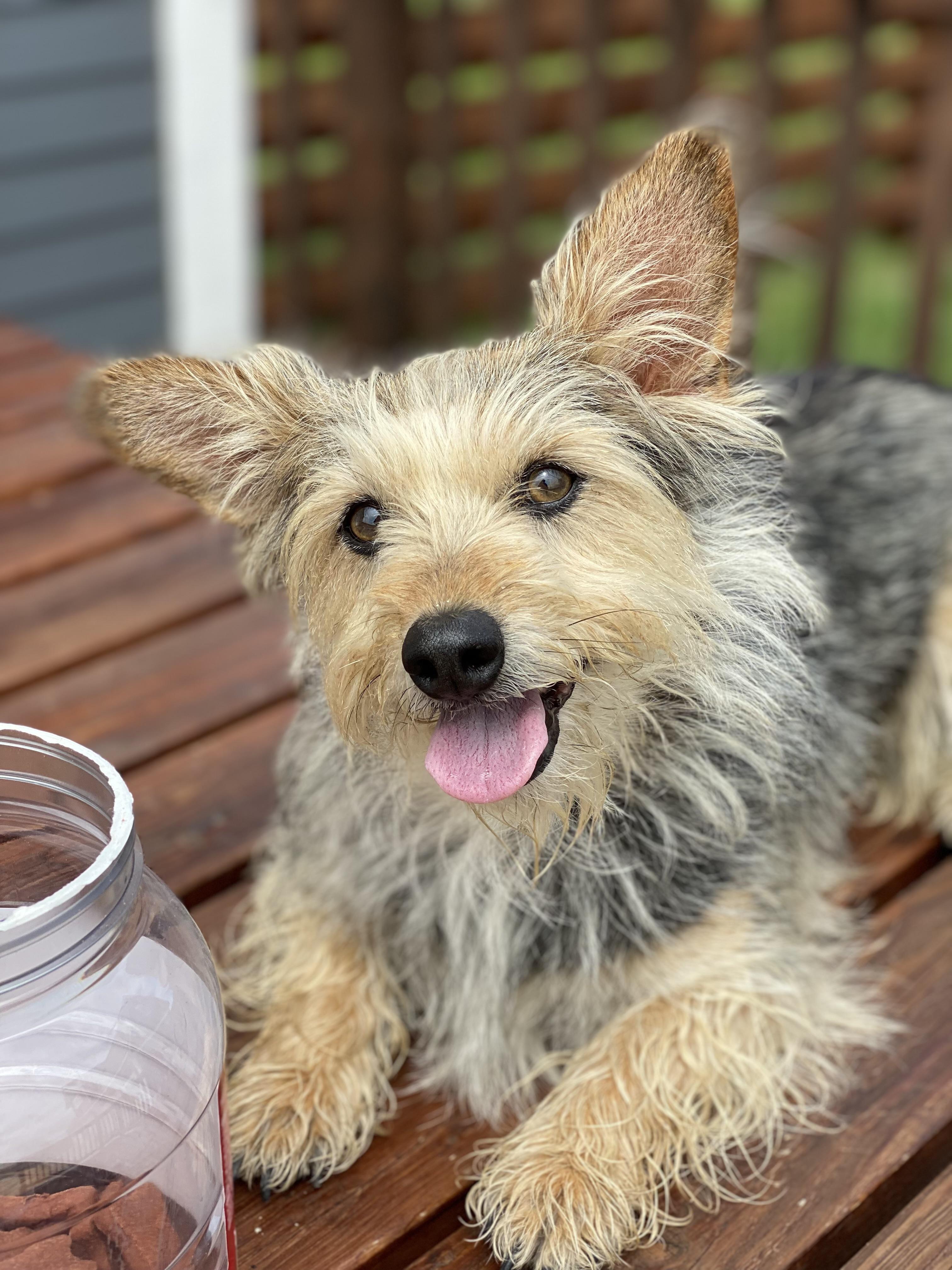 [OC] My Chorkie, Cosmo! | Scrolller