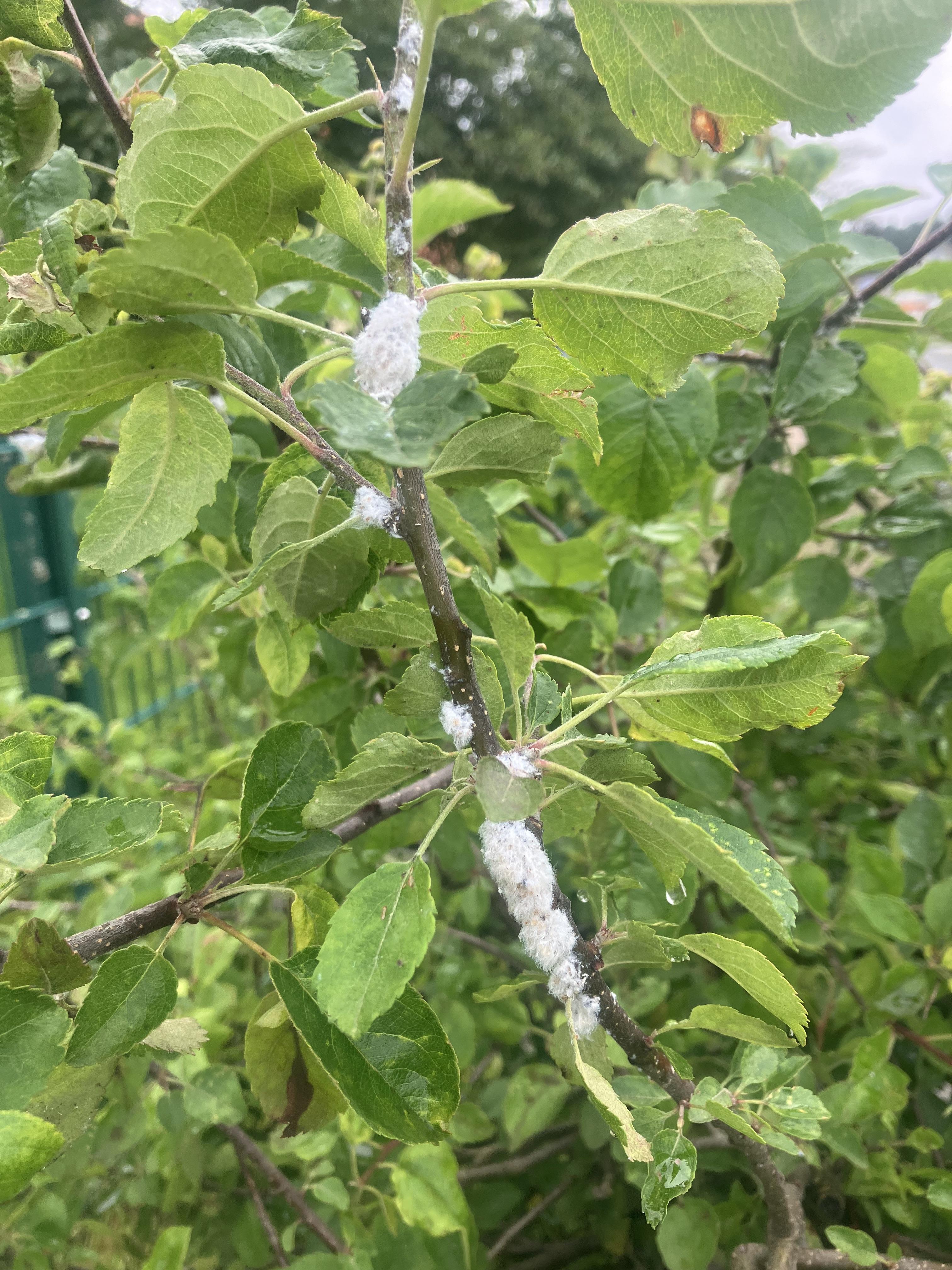 What is this? How do I fix? | Scrolller