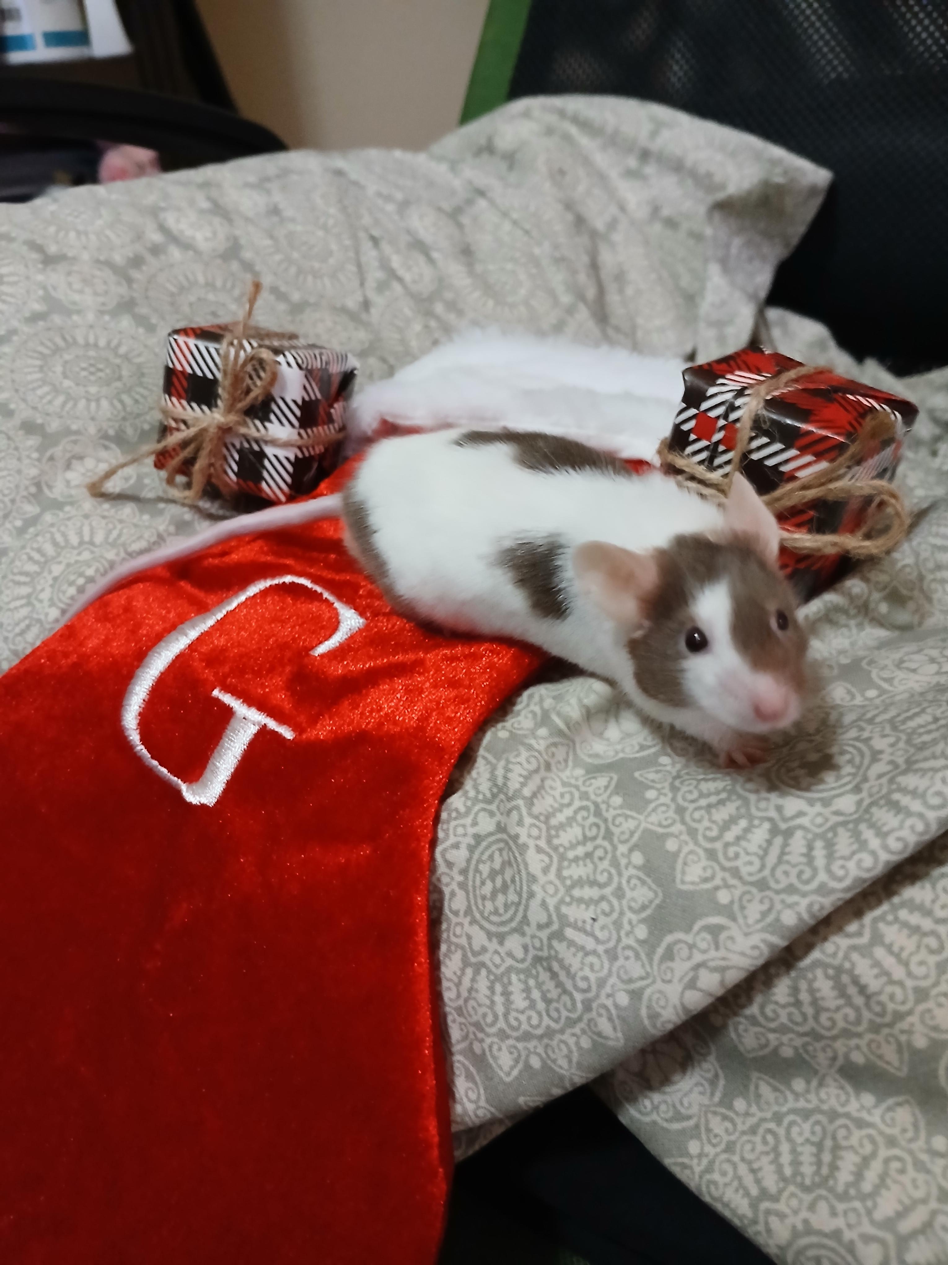 Gus Mc'Beans | Scrolller