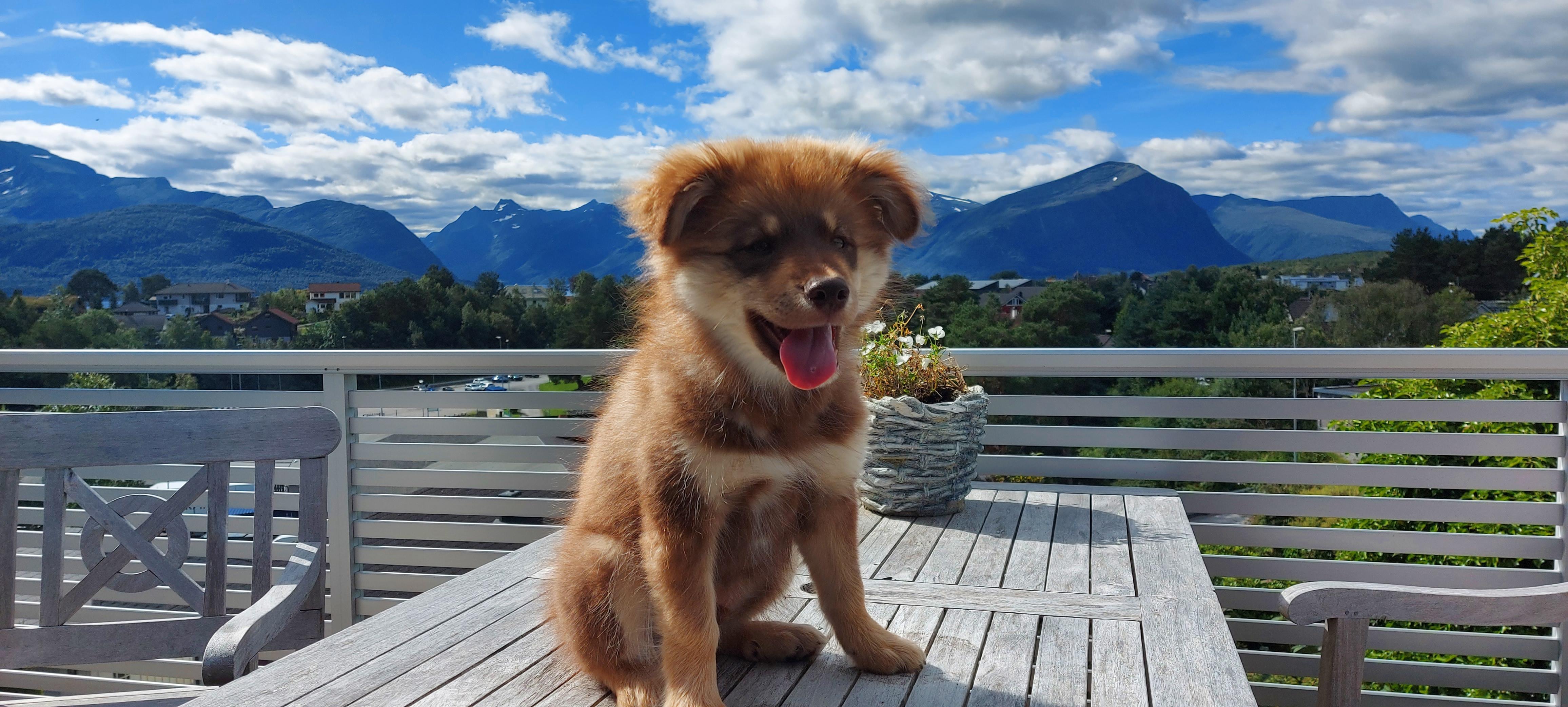 My floof 8 weeks - 1 year | Scrolller