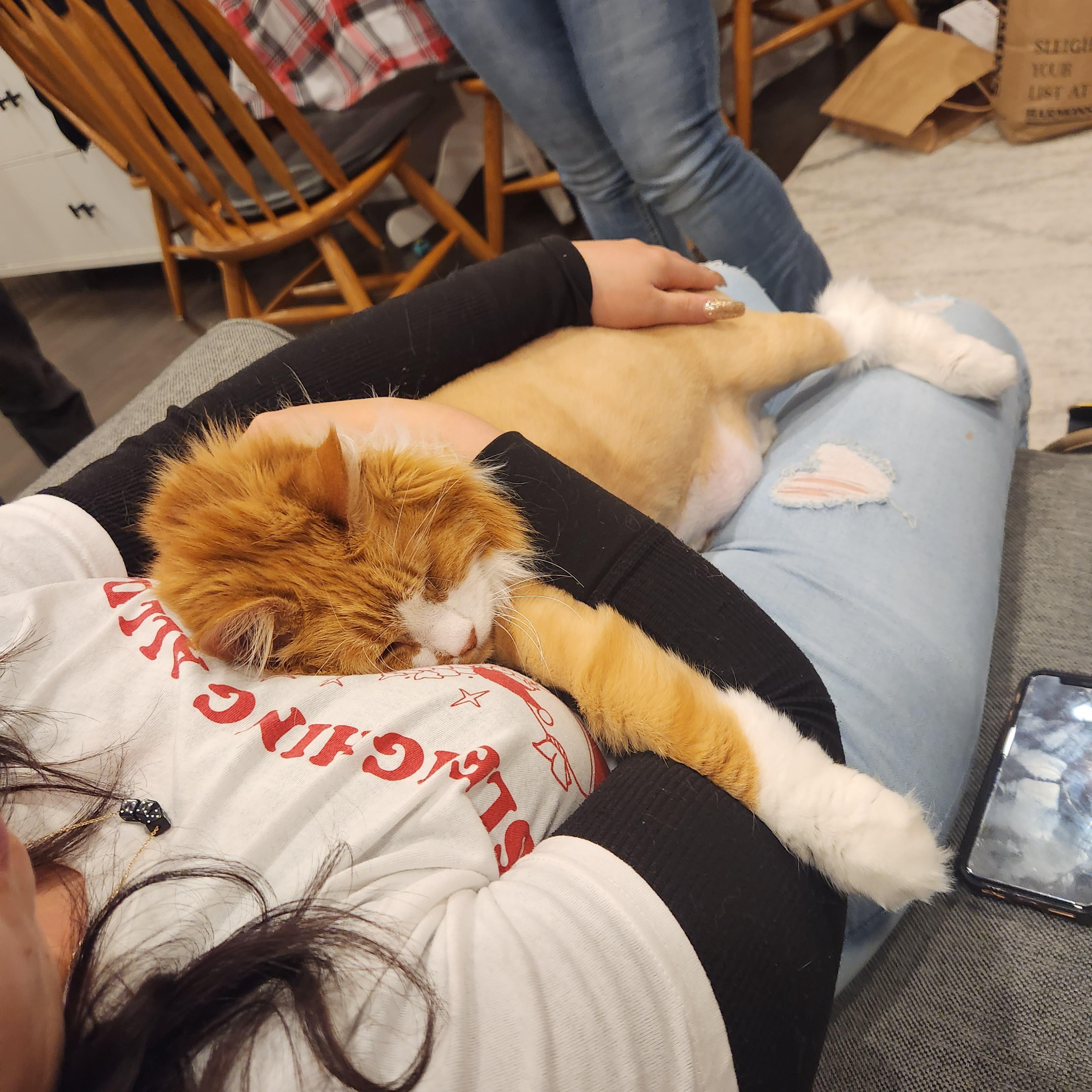 This is Pippin- the heftiest chonk I've ever seen | Scrolller