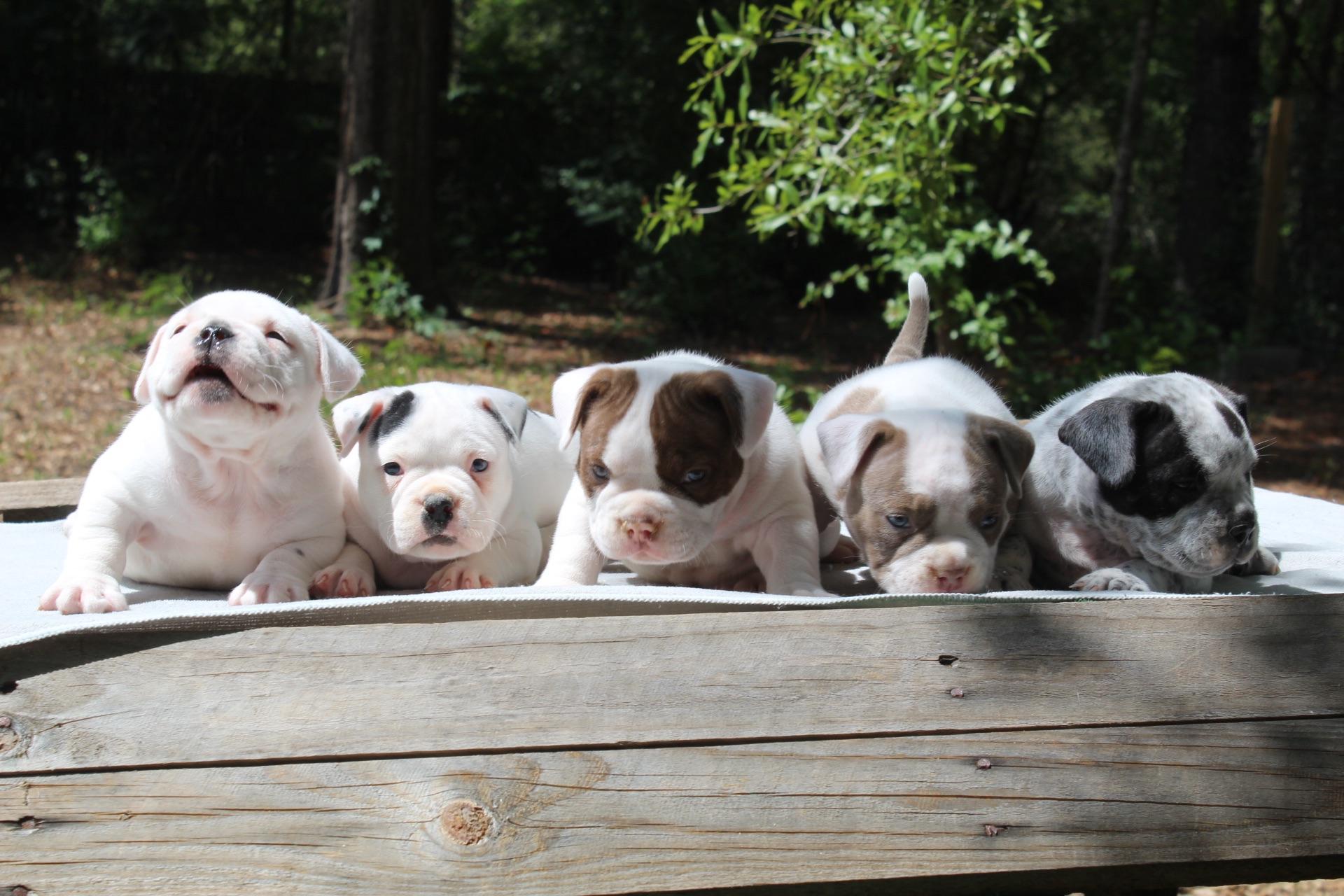 Pups at 5 weeks | Scrolller