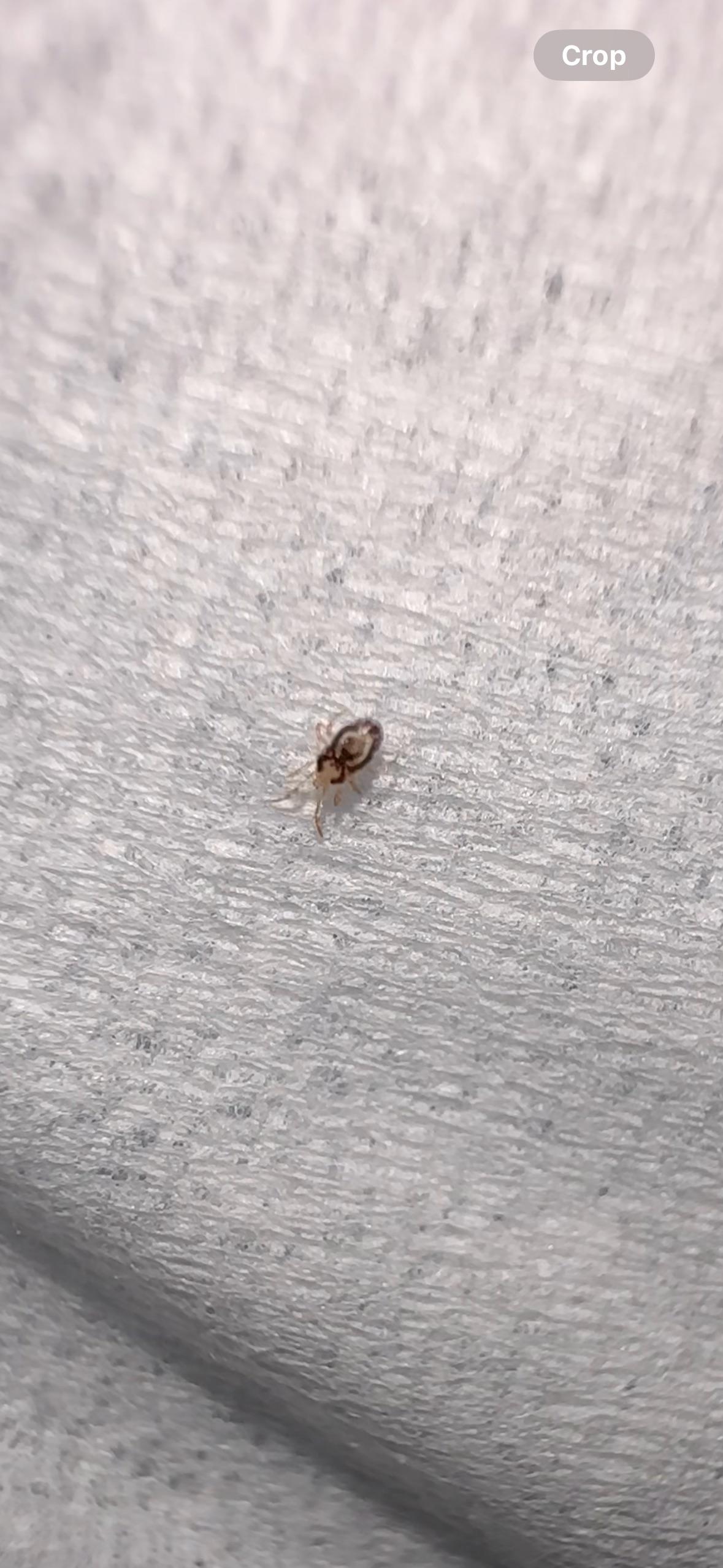 Help are these bed bugs ? | Scrolller