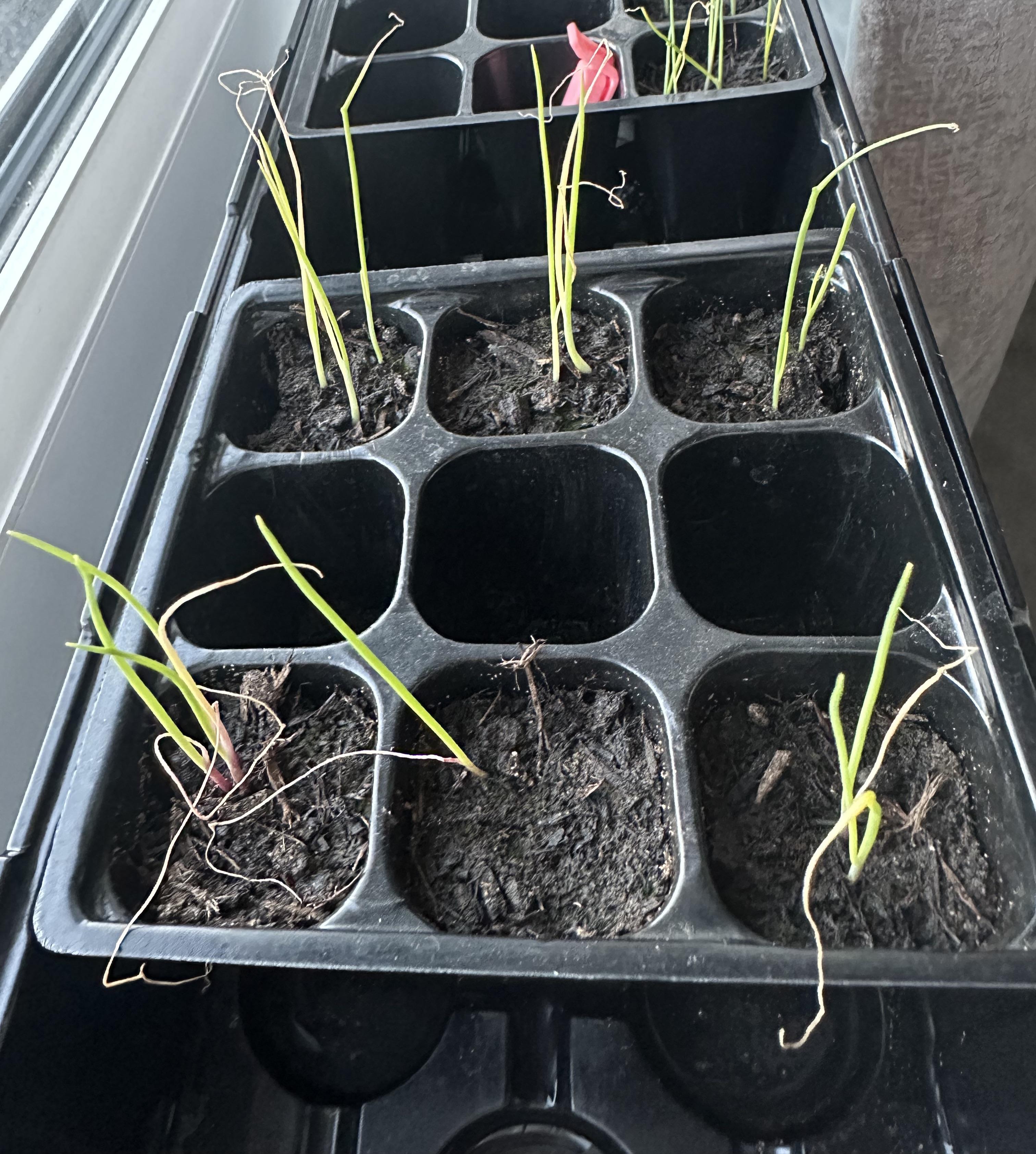 Onion first timer- they look sad | Scrolller