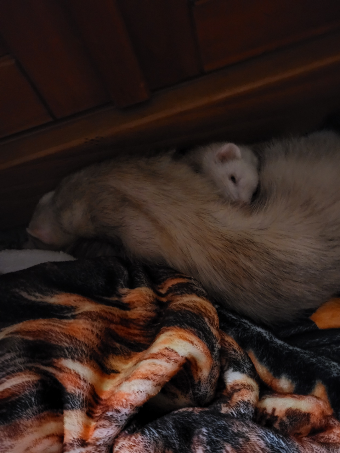 DIP my sweet Penelope 💕 | Scrolller