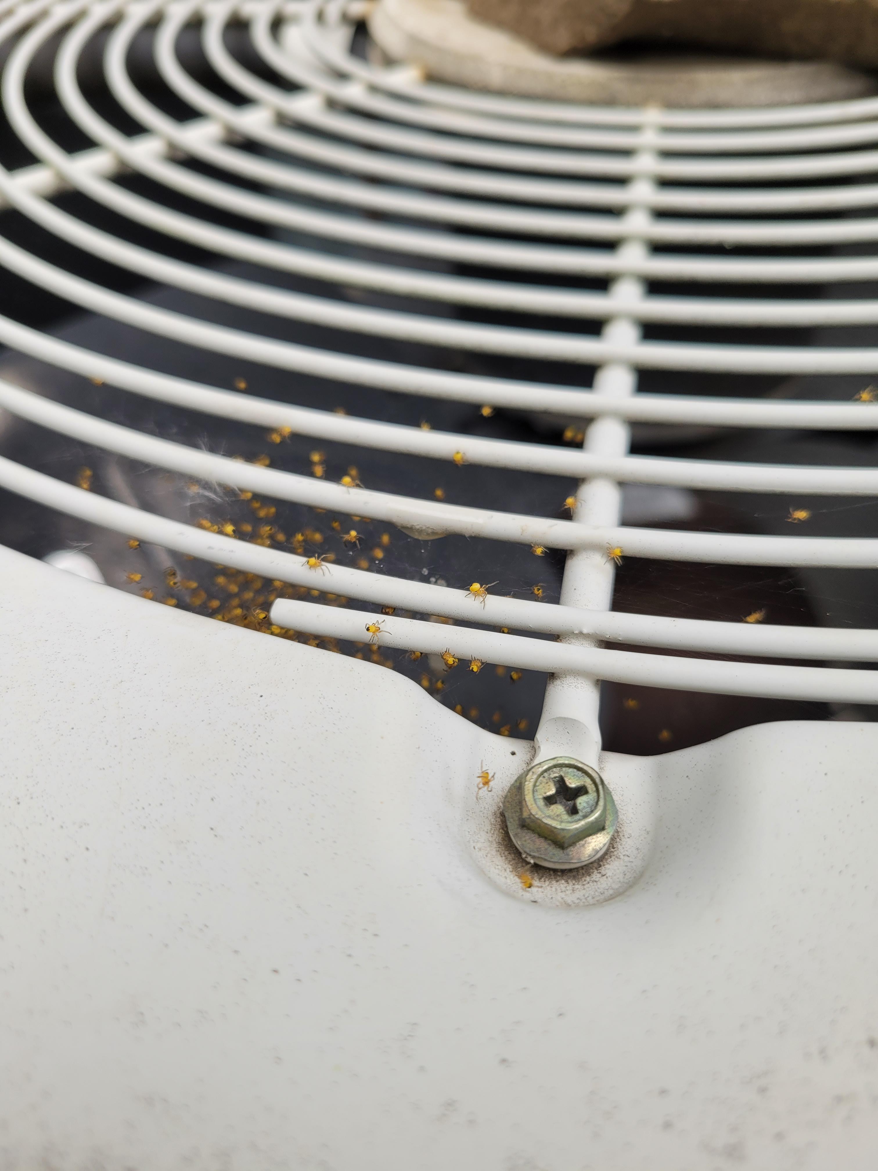 Many tiny spiders | Scrolller