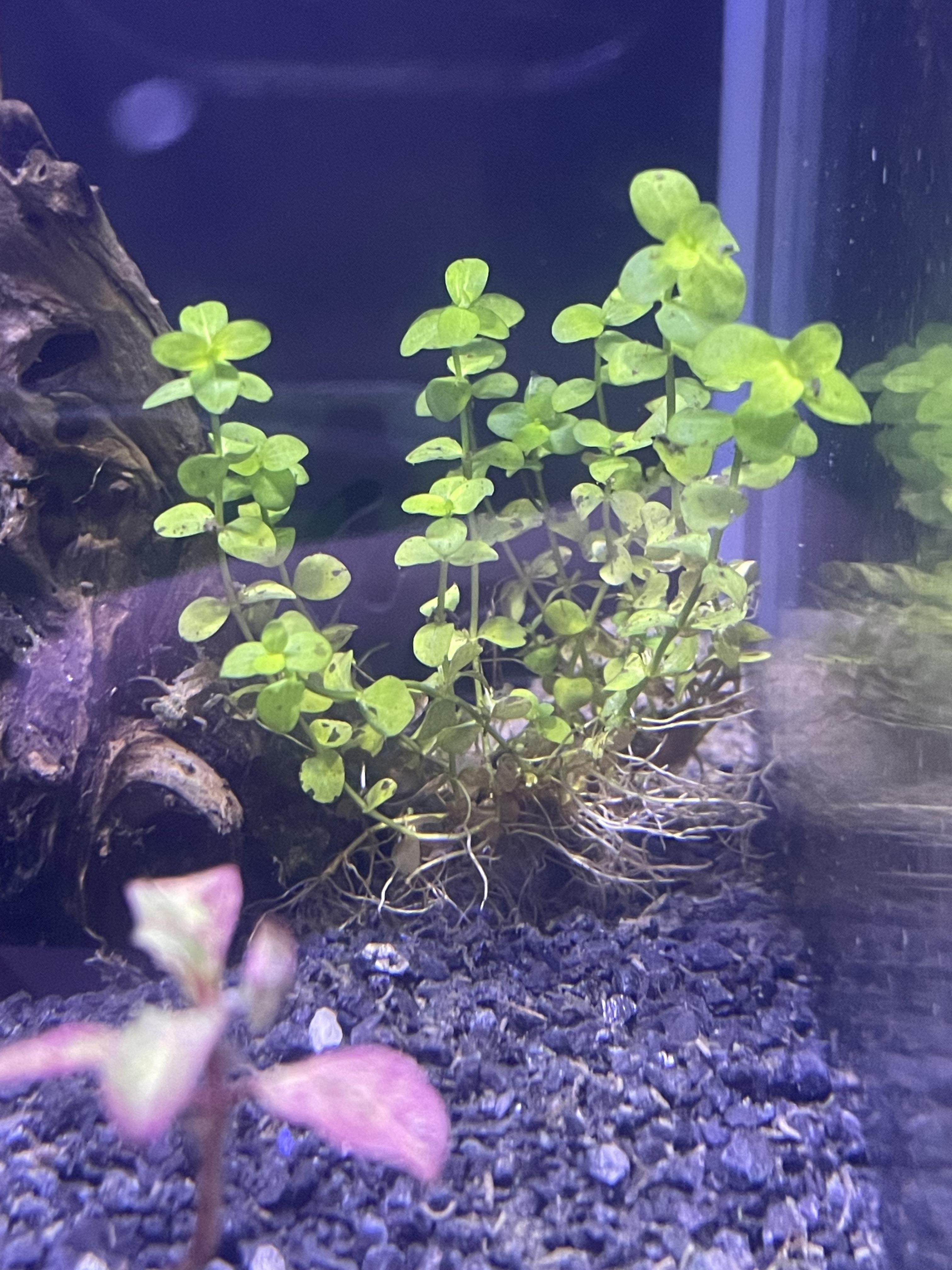 Why are my plants growing roots on the surface of my substrate? | Scrolller