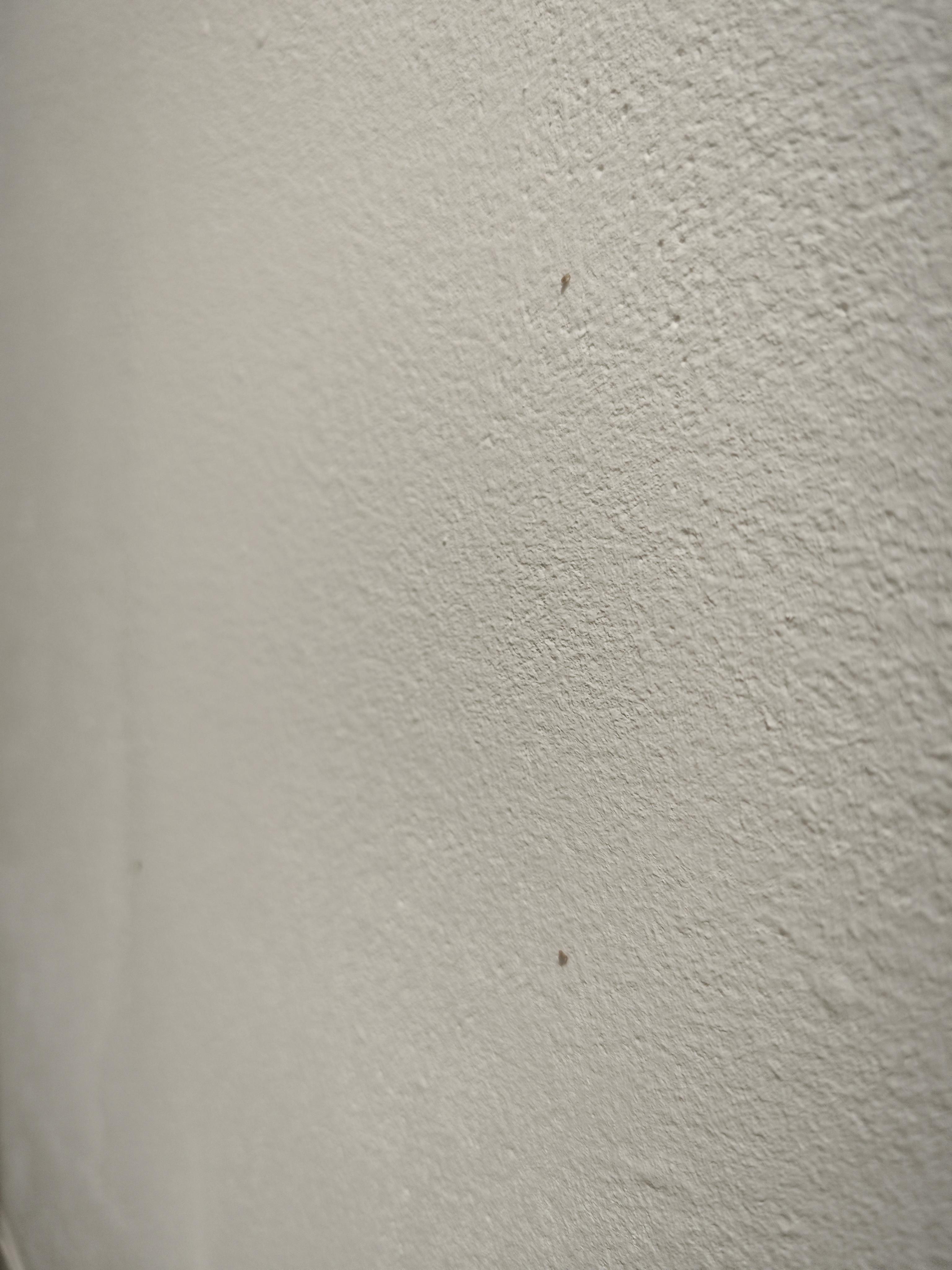 Tiny bugs in toilet room | Scrolller