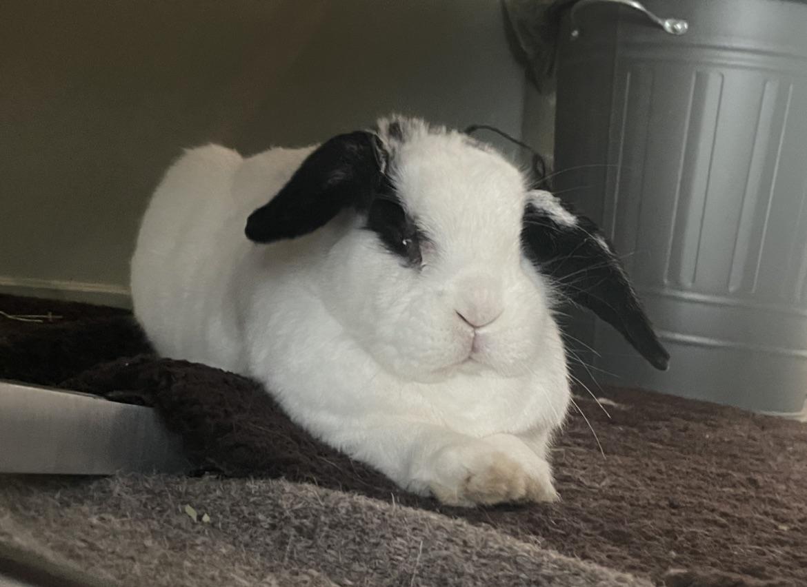 Discover more like Rabbits: Any guesses on her breed? and Related Content | Scrolller