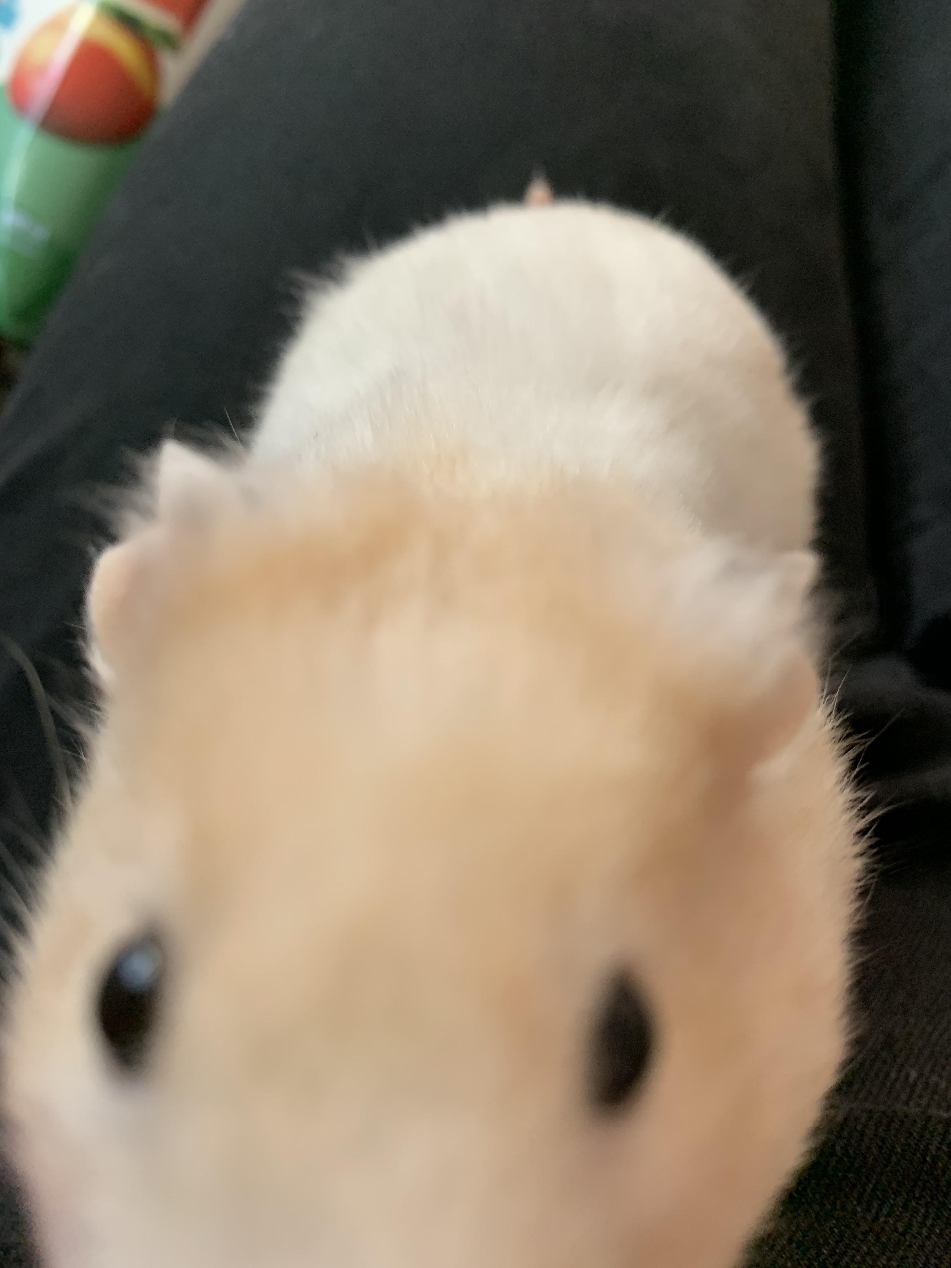 Goodnight sweet prince | Scrolller