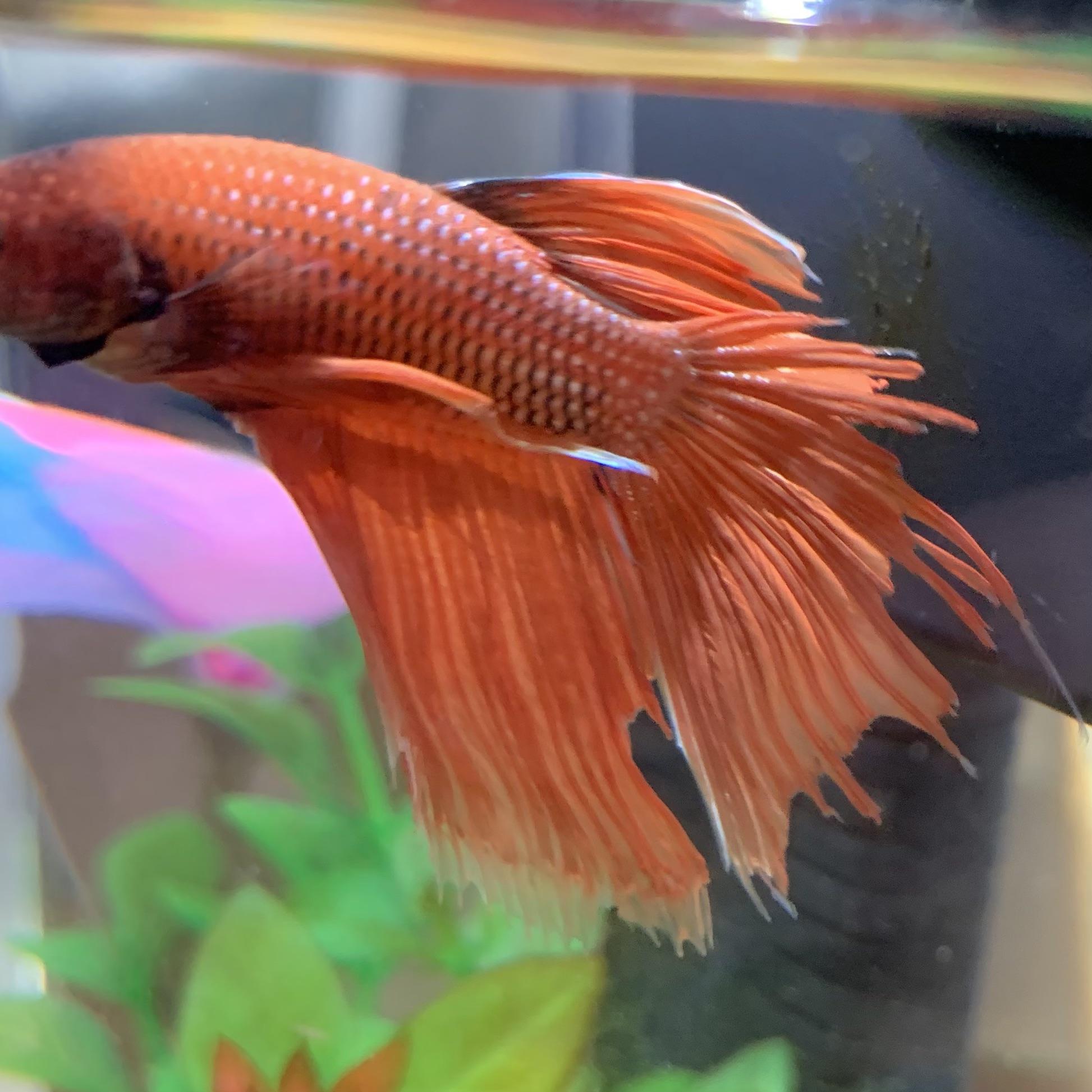 Fin Rot Treatment | Scrolller