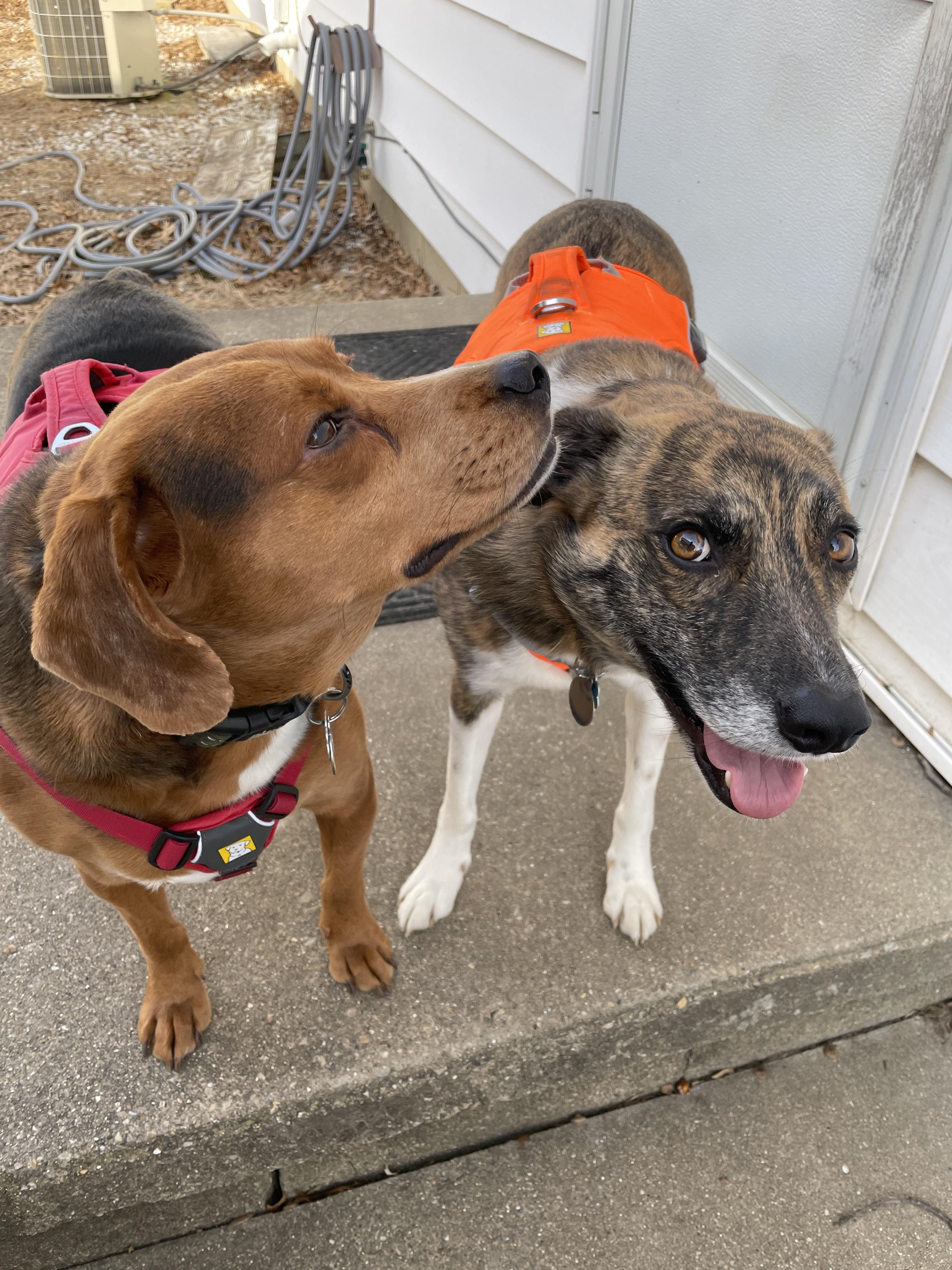 Some goofy dogs | Scrolller