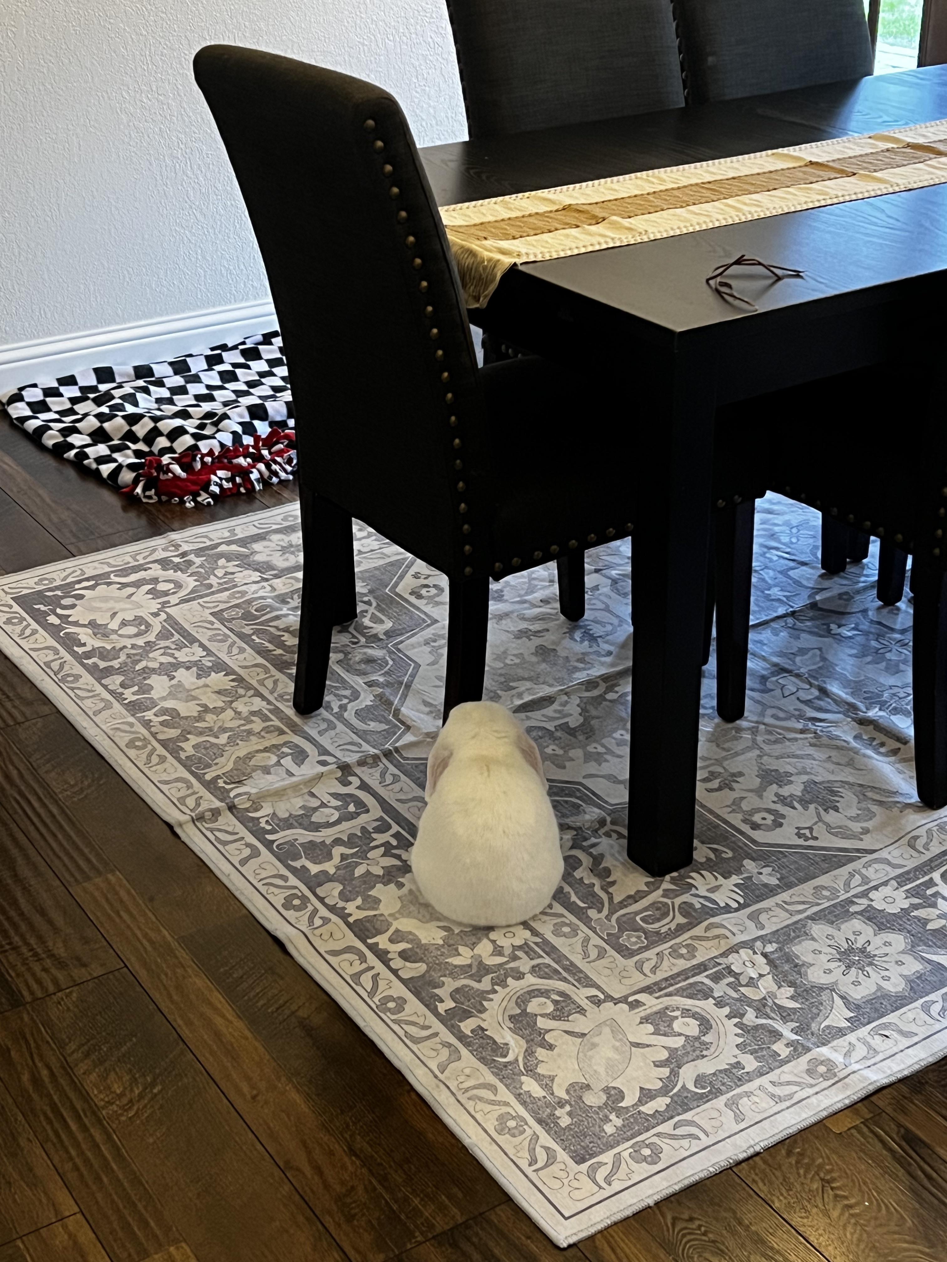 This goober likes to sit with his head almost touching objects in front of him. | Scrolller